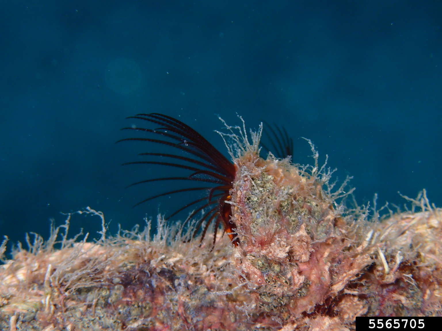 pelagic gooseneck barnacle (Lepas anatifera)