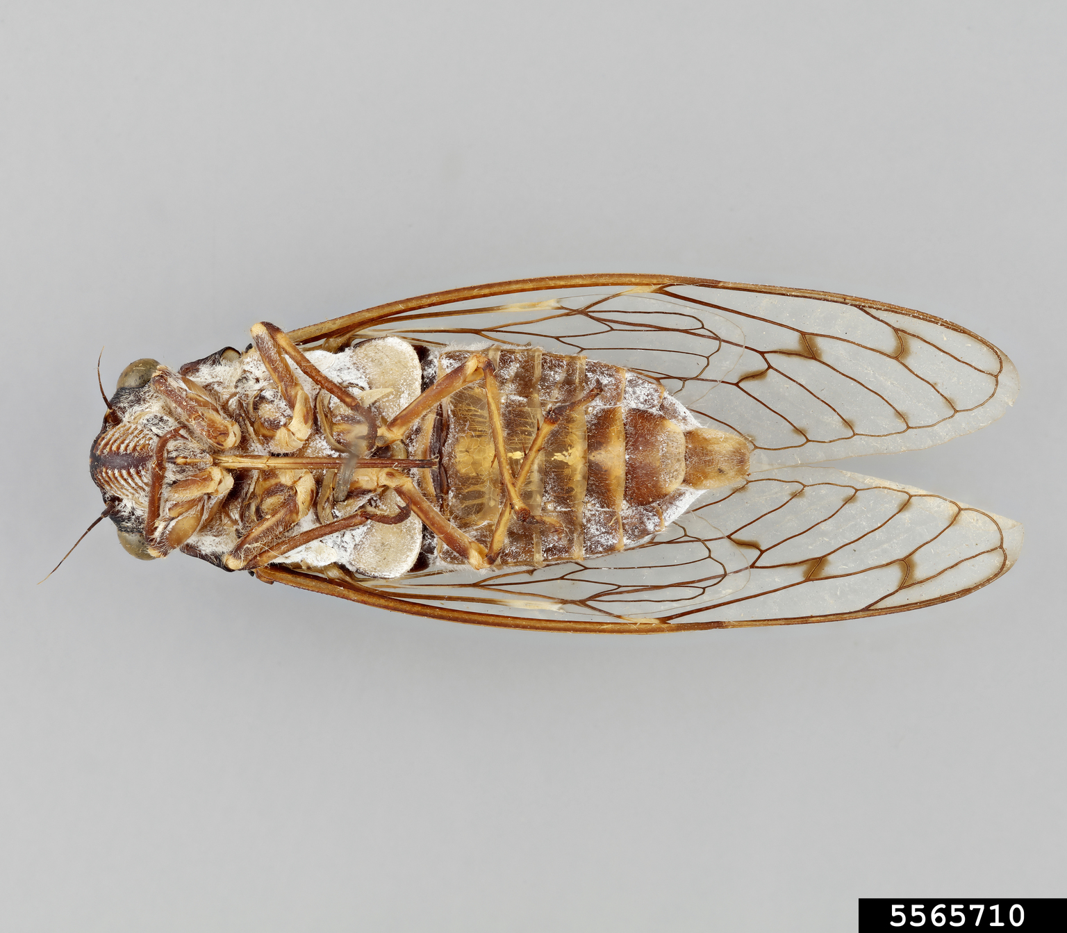 cicada (Cicada orni Linnaeus)
