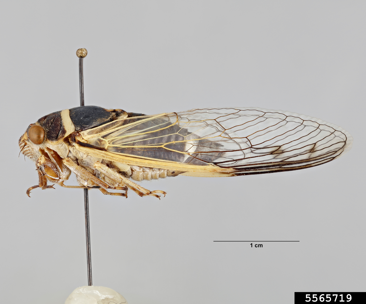 apache cicada (Diceroprocta apache (Davis))