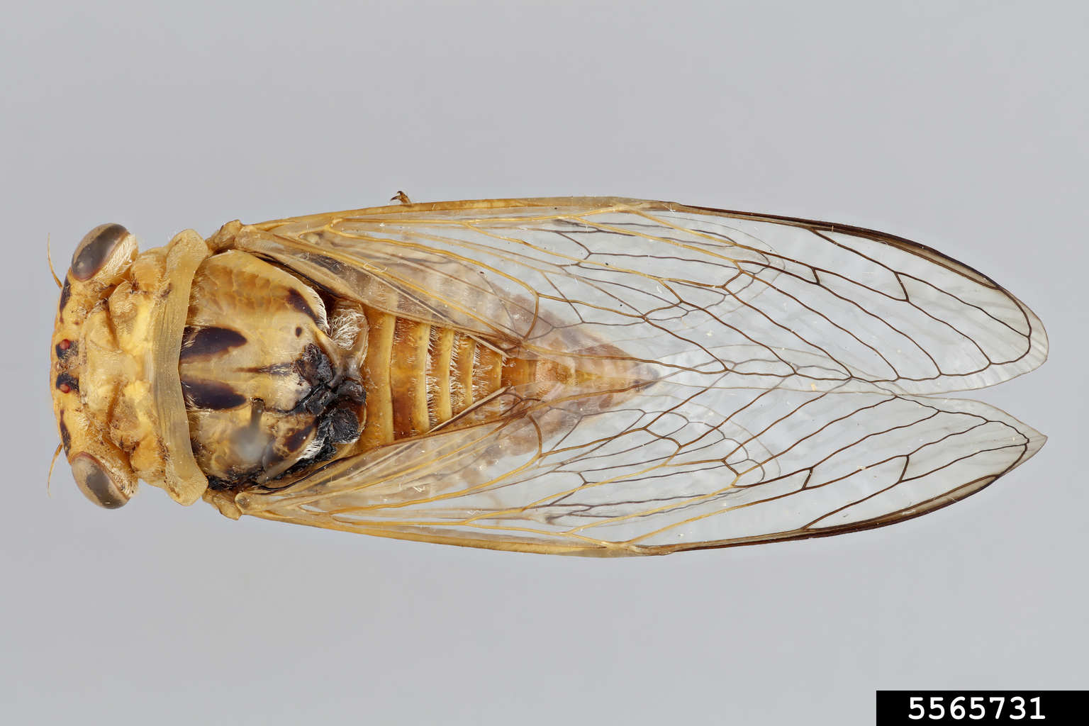scrub cicada (Diceroprocta azteca)