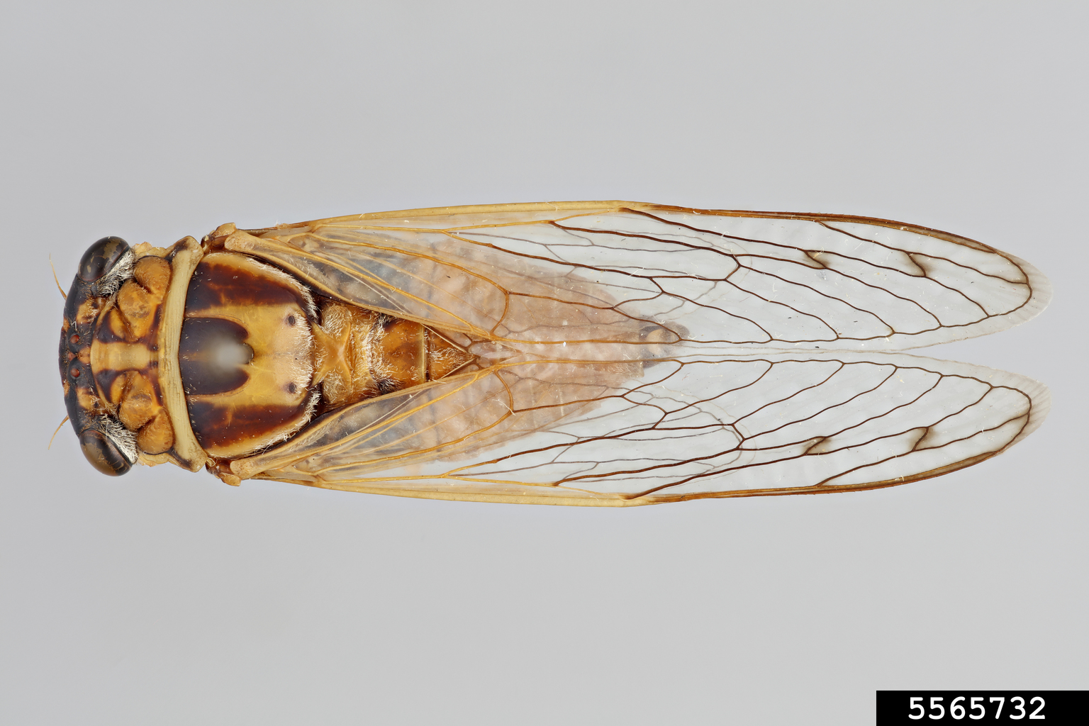 scrub cicadas (Diceroprocta delicata Osborn)
