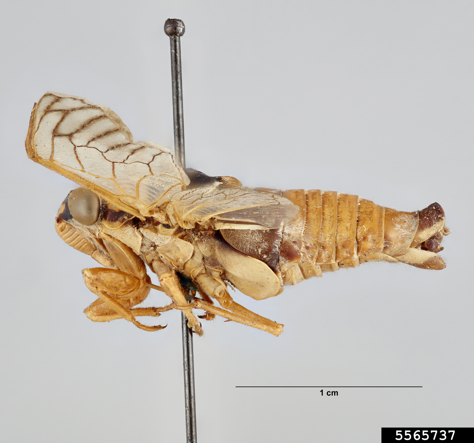 scrub cicadas (Diceroprocta delicata Osborn)