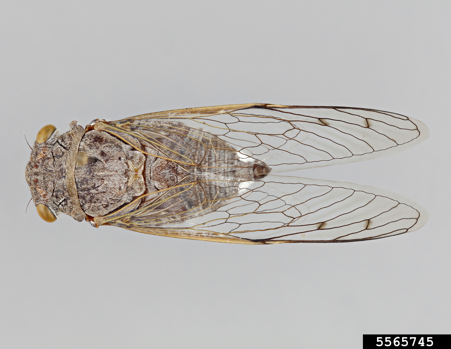 scrub cicada (Diceroprocta knighti (Davis))