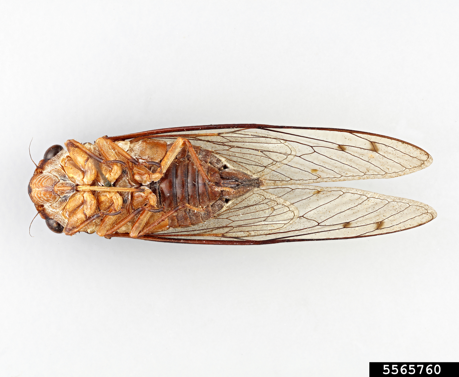 cicada (Orientopsaltria fuliginosa (Walker))