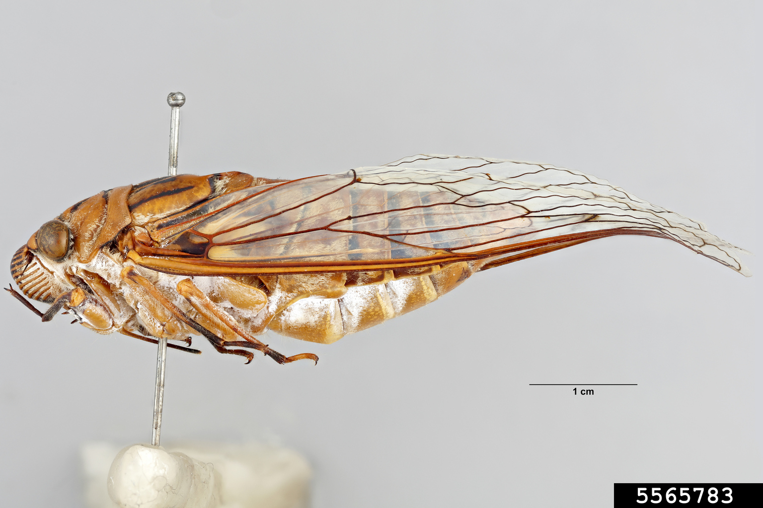 giant cicada, Quesada gigas (Hemiptera: Cicadidae) - 5565783