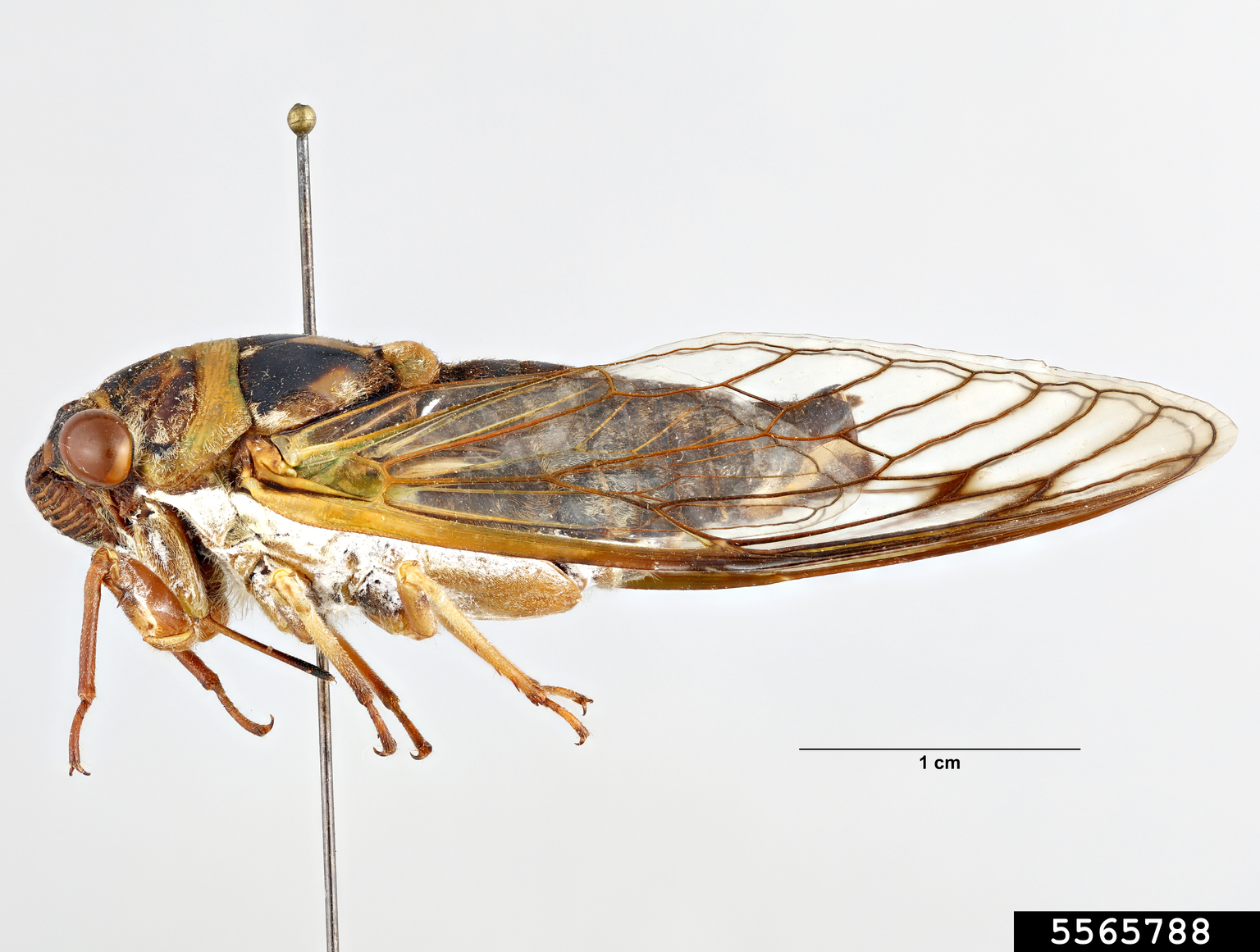 Neotibicen davisi (Smith & Grossbeck, 1907)