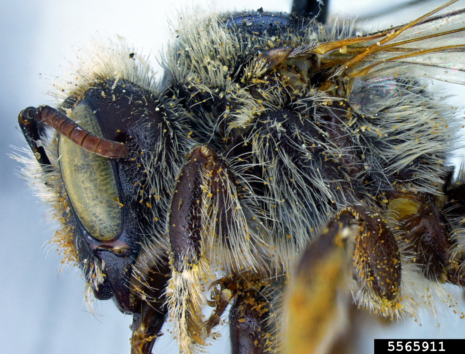 hesperapis (Hesperapis arenicola Crawford, 1917)