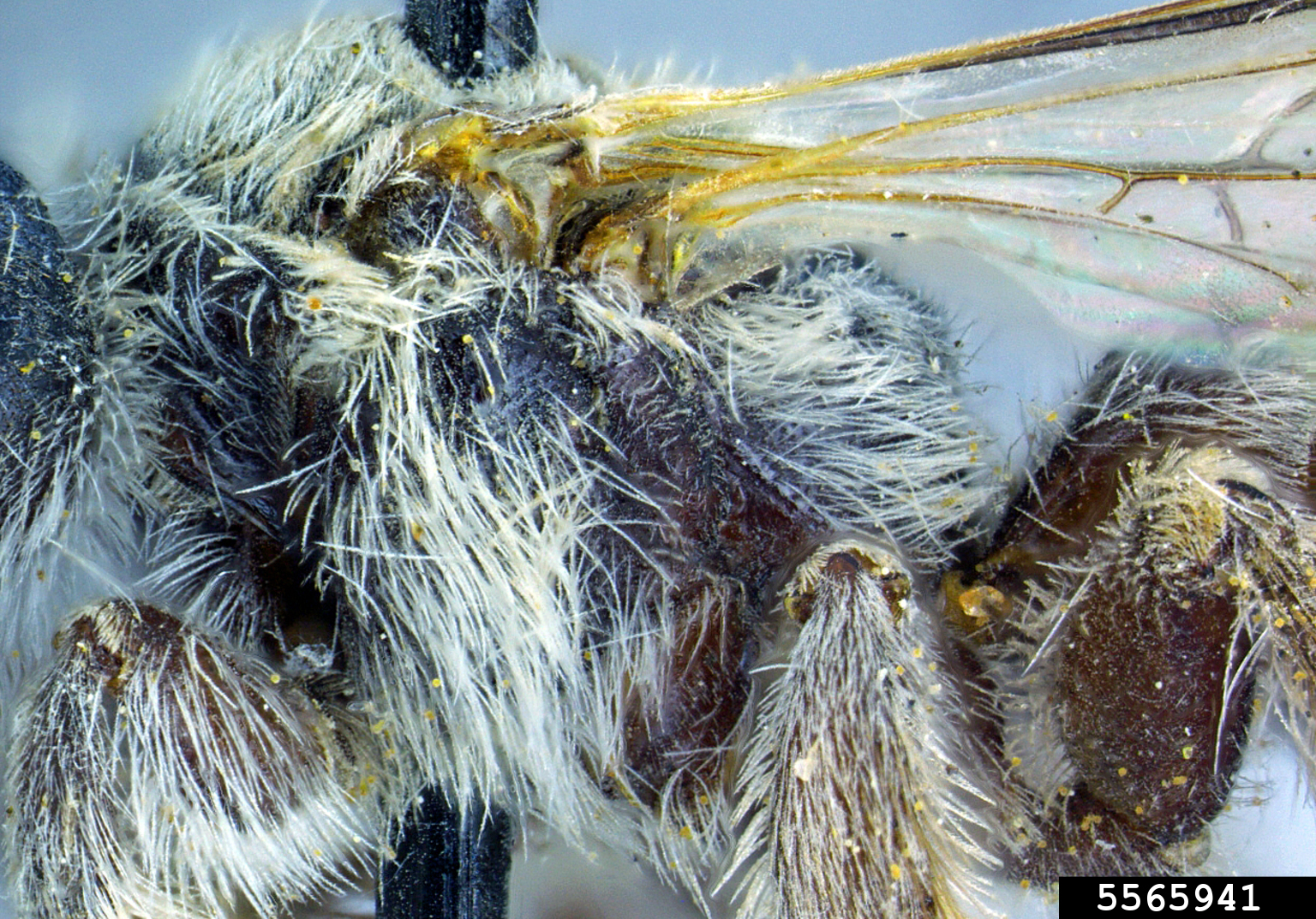 hesperapis (Hesperapis fuchsi (Viereck, 1909))