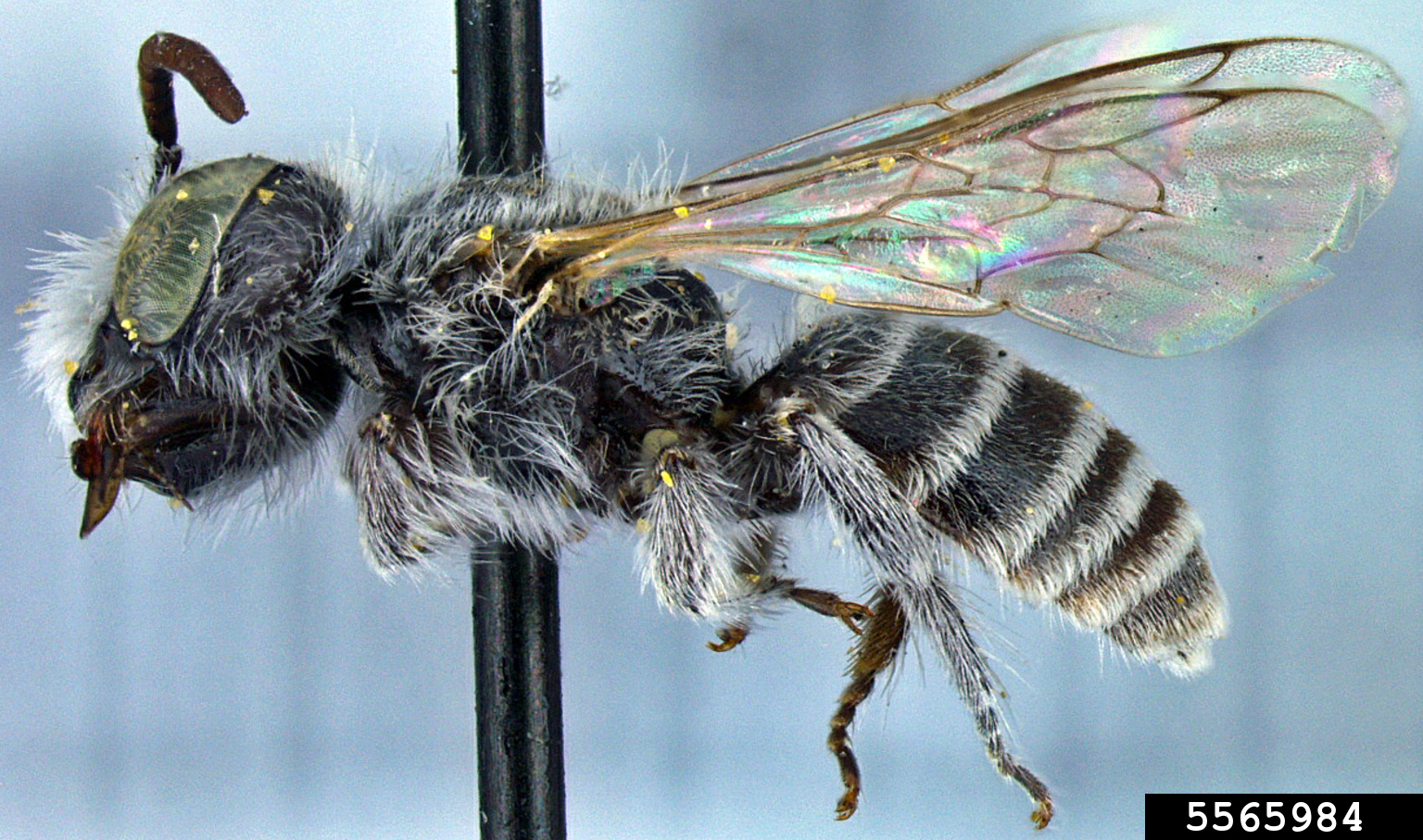 hesperapis (Hesperapis nitidula Cockerell, 1916)