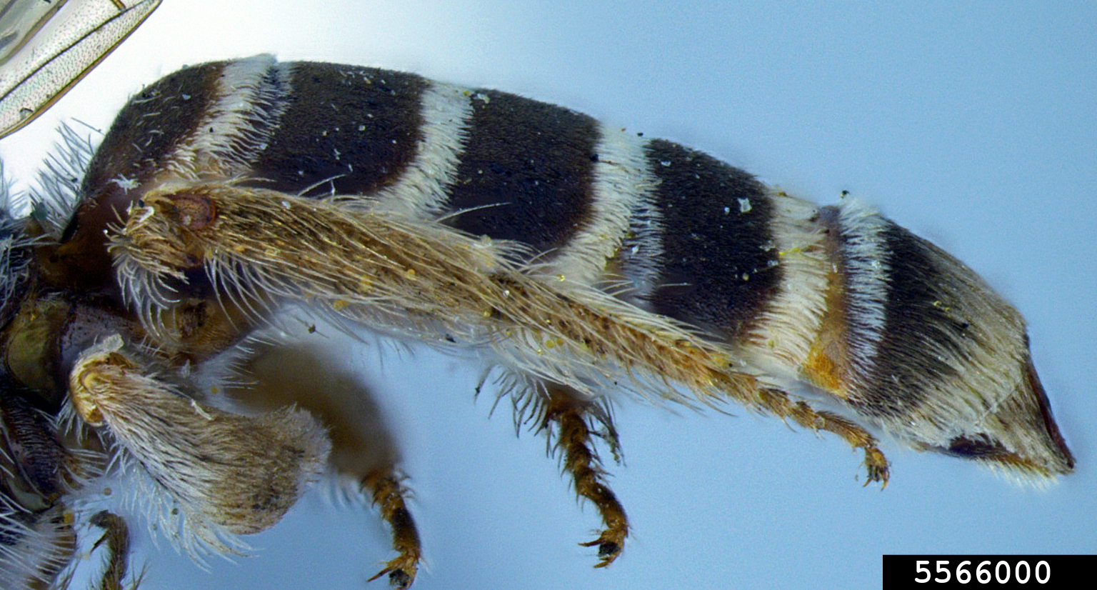 hesperapis (Hesperapis (Zacesta) rufipes (Ashmead, 1899))