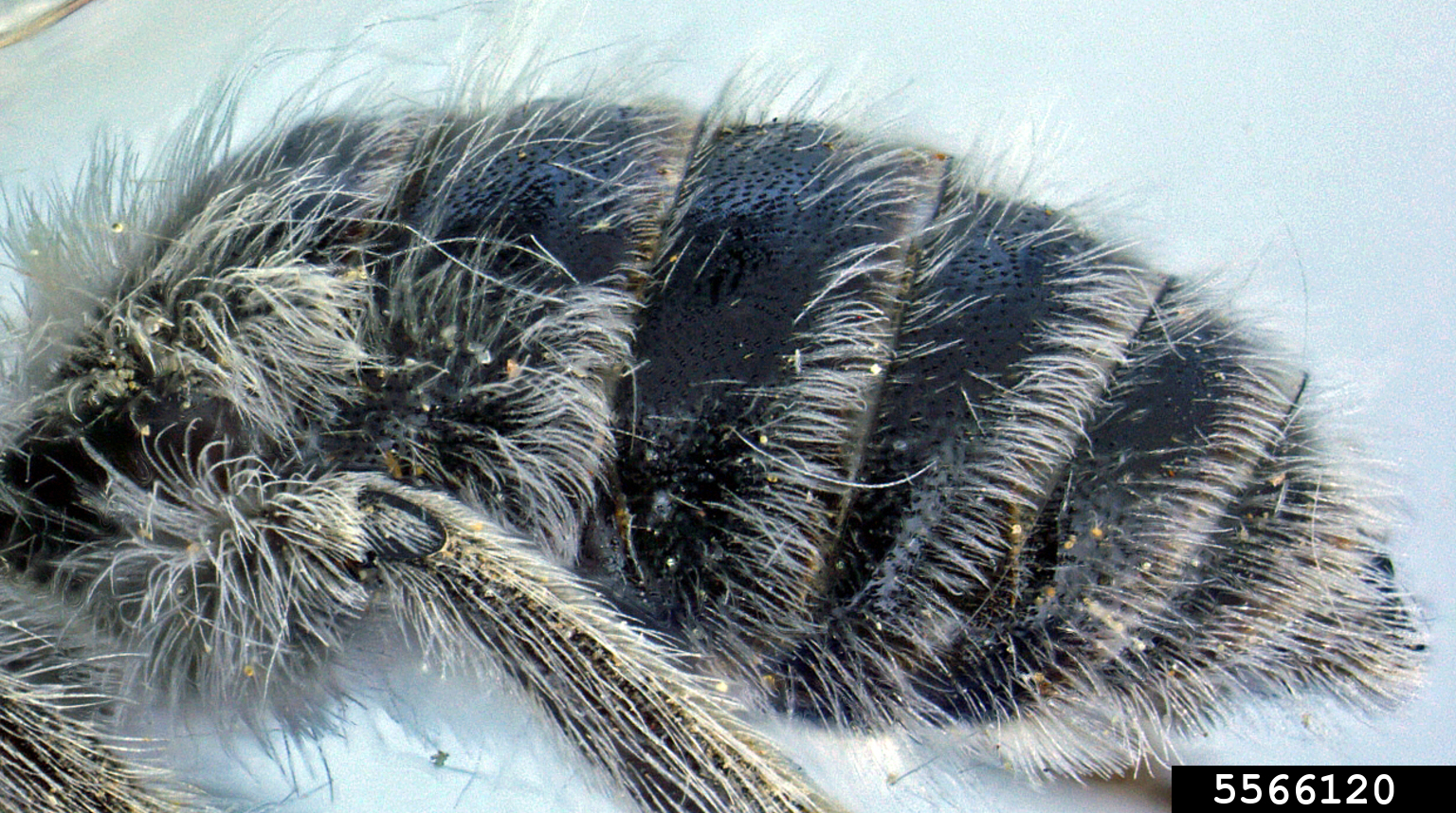 mining bee (Ancylandrena timberlakei Zavortink, 1974)