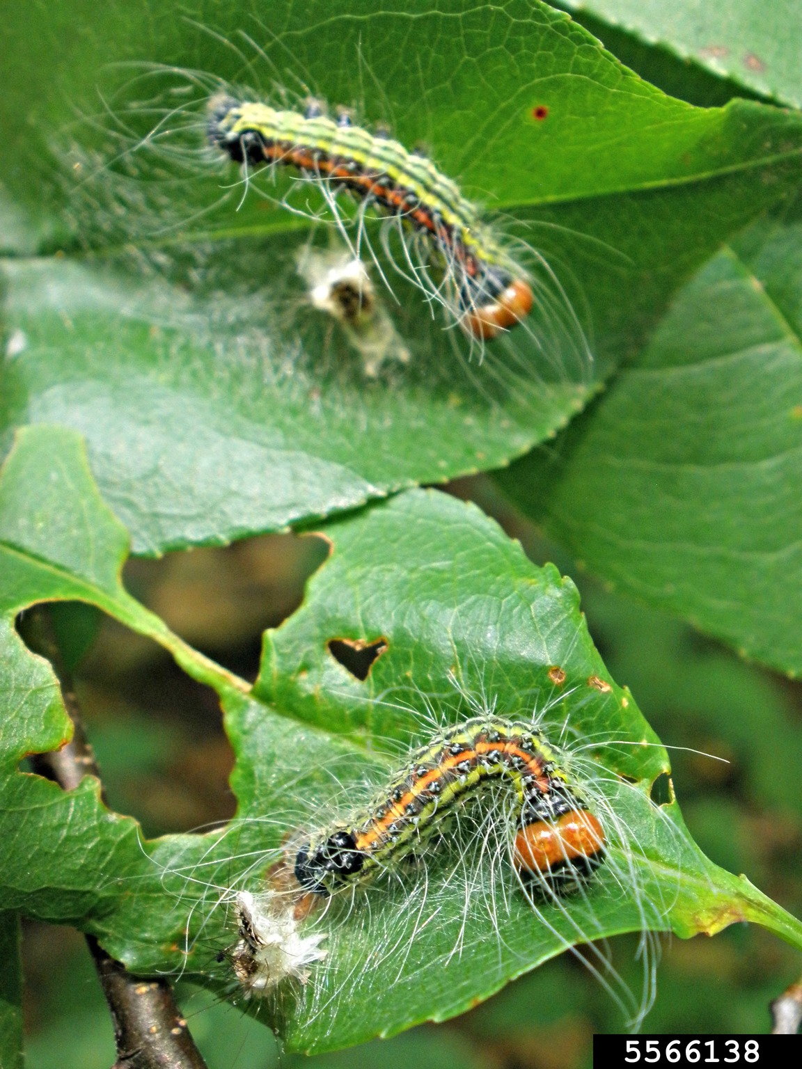 Radcliffe's dagger moth (Acronicta radcliffei 1)