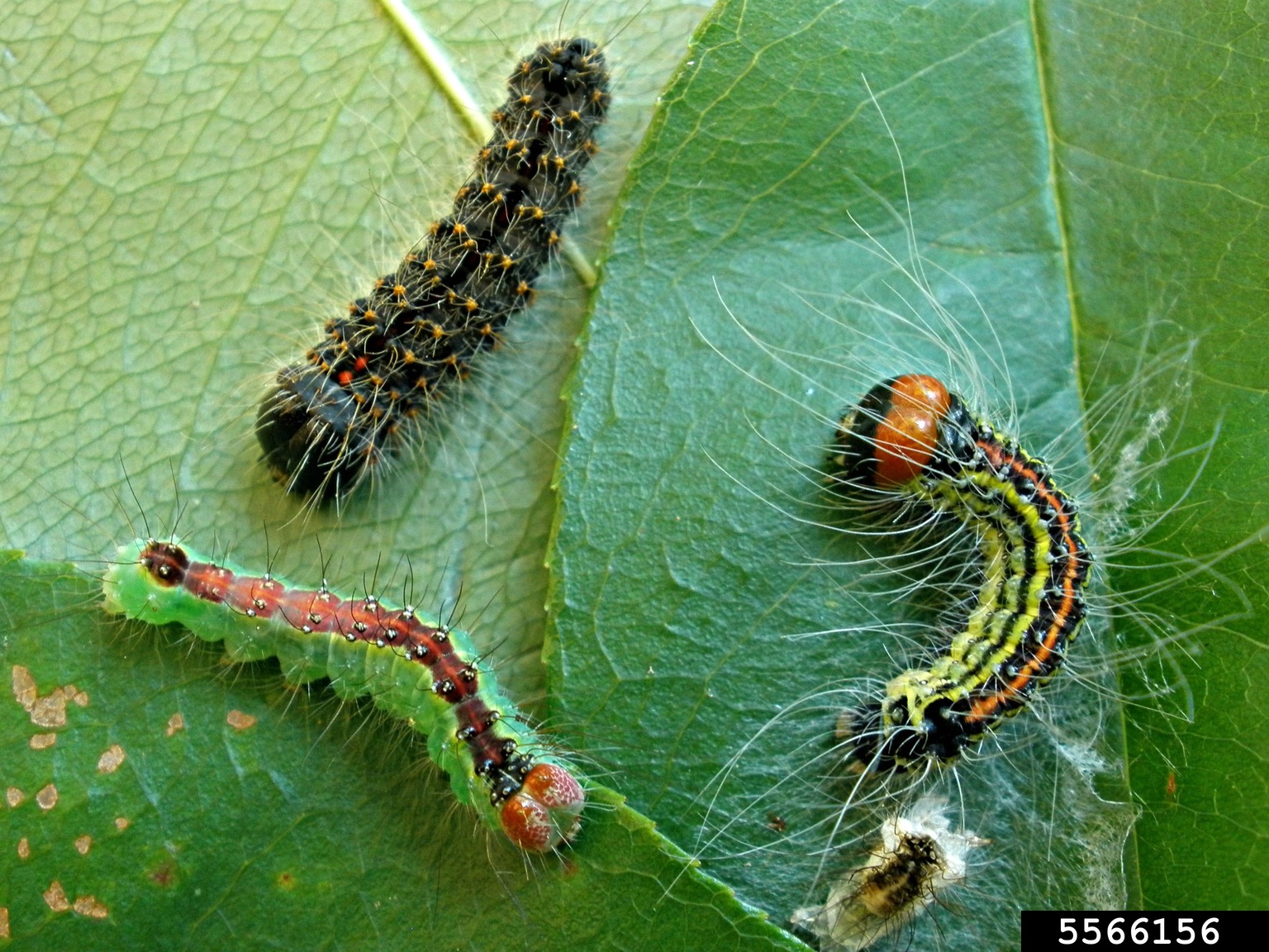 dagger moths (Genus Acronicta)