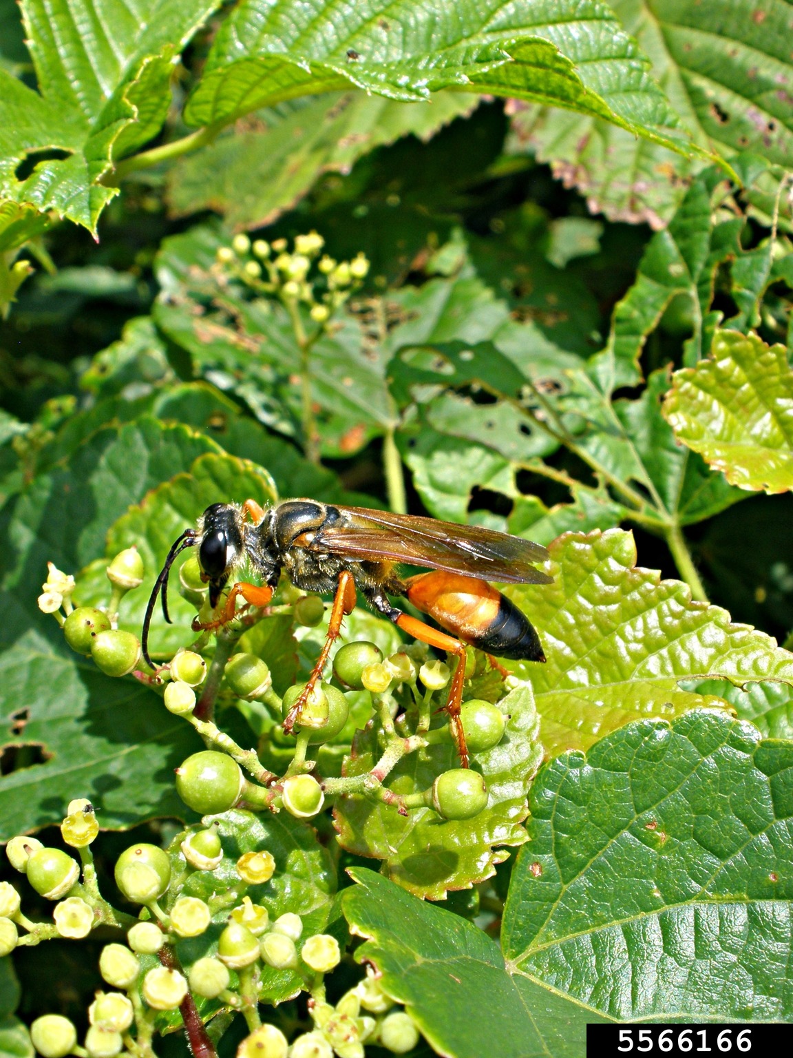 great golden digger wasp (Sphex ichneumoneus)