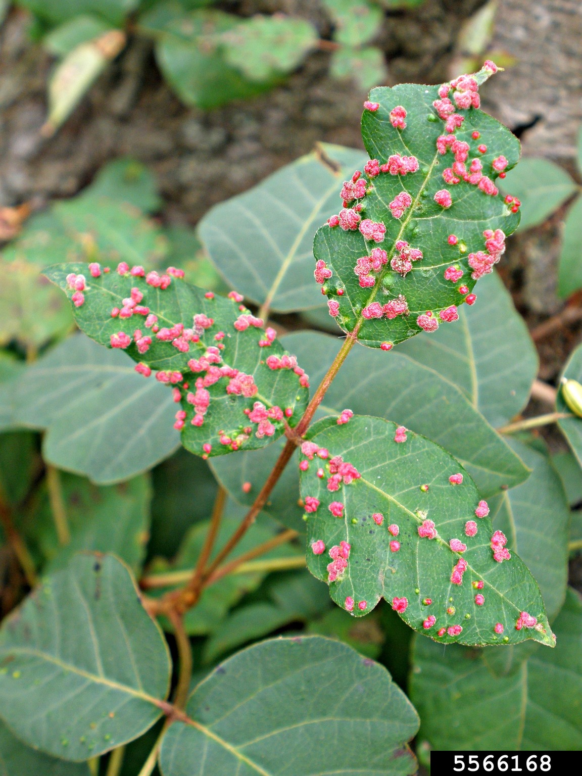 poison ivy leaf gall mite (Aculops rhois Stebbins, 1909)