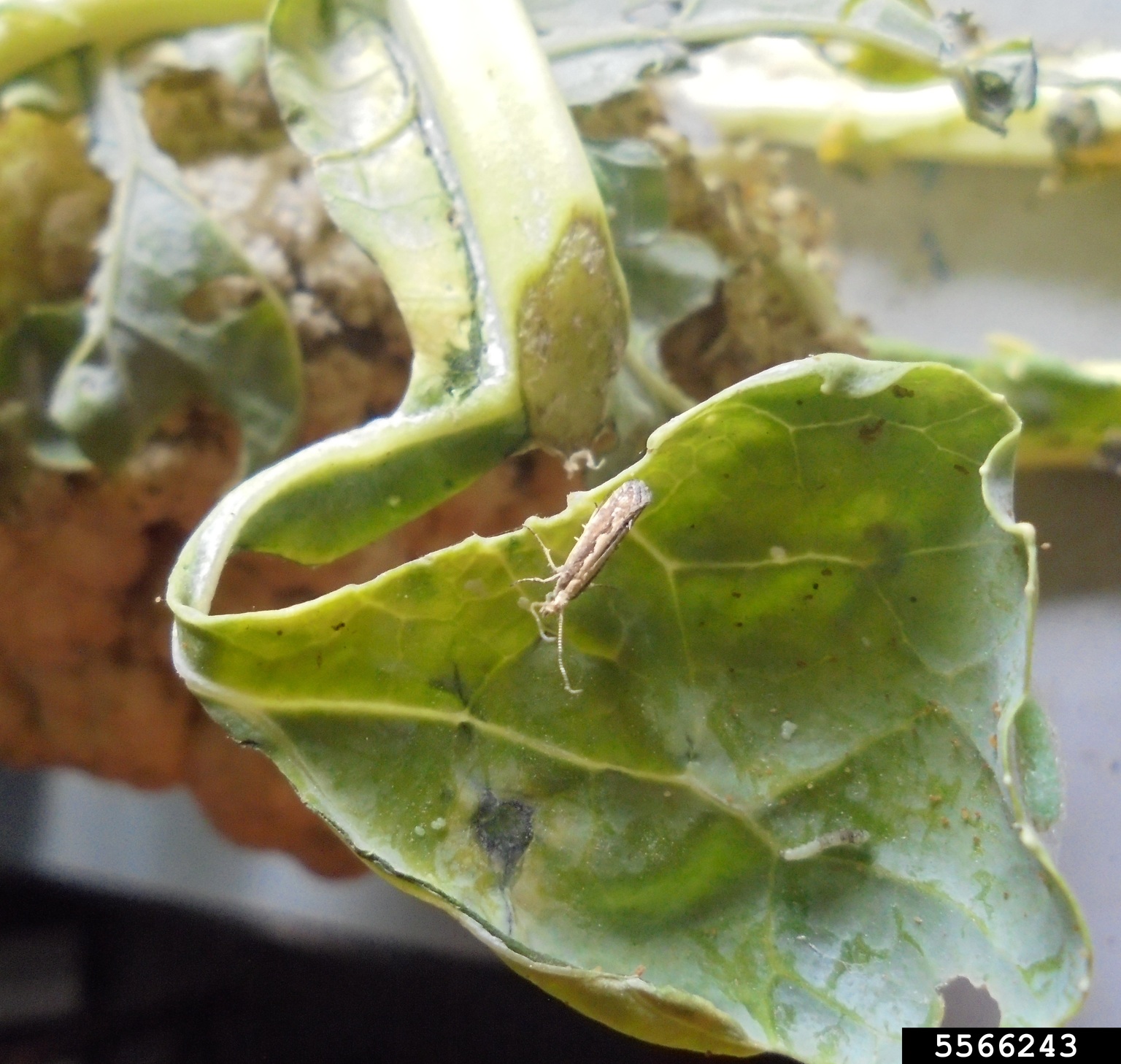 diamondback moth (Plutella xylostella)