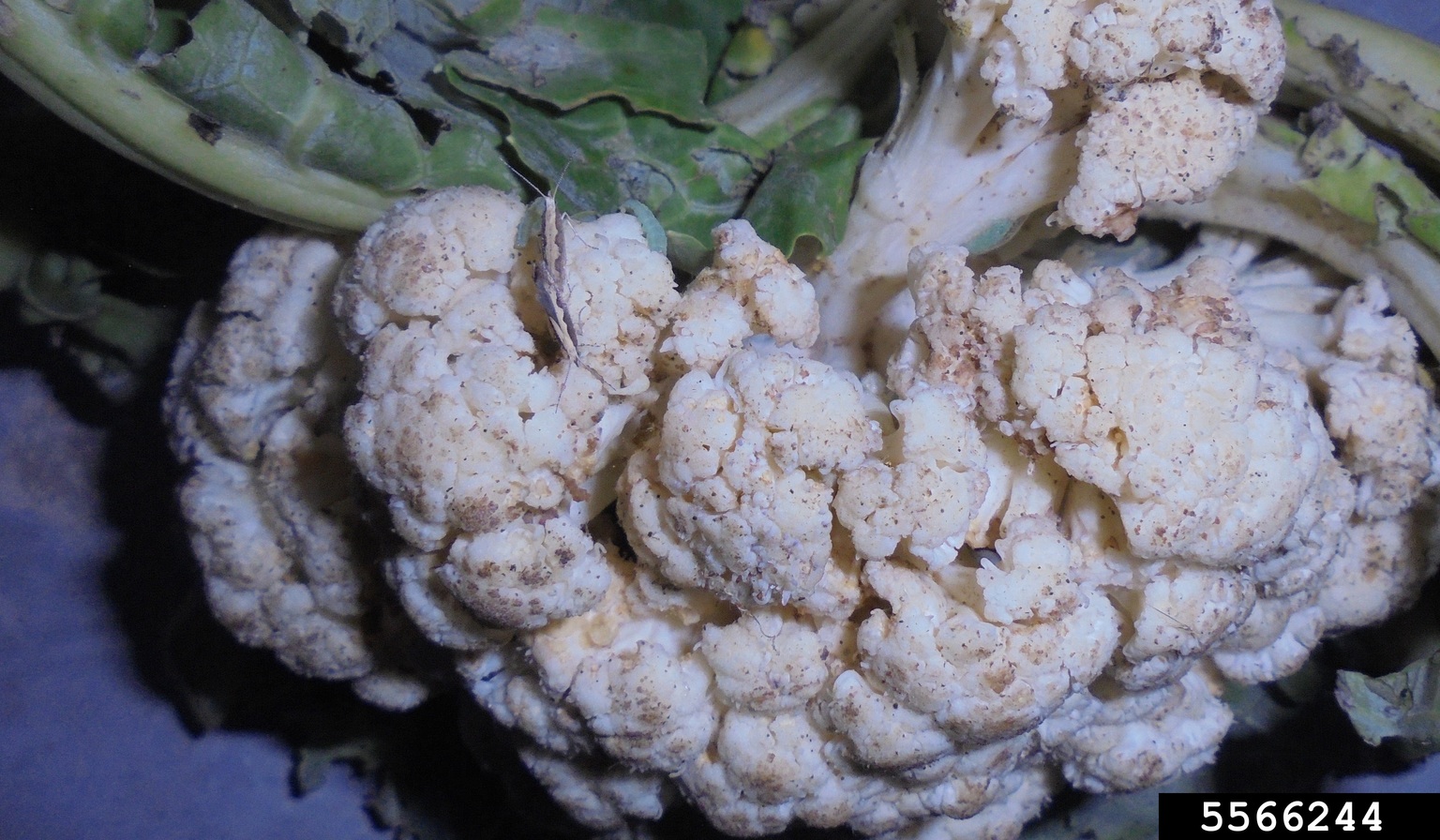 diamondback moth (Plutella xylostella)