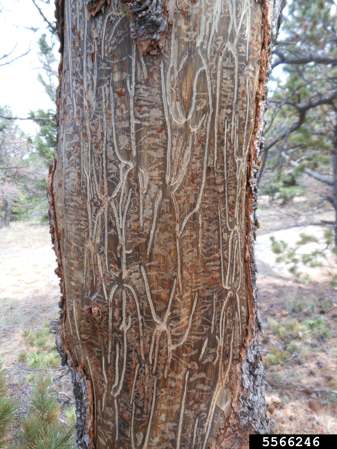 bark beetle (Ips woodi)