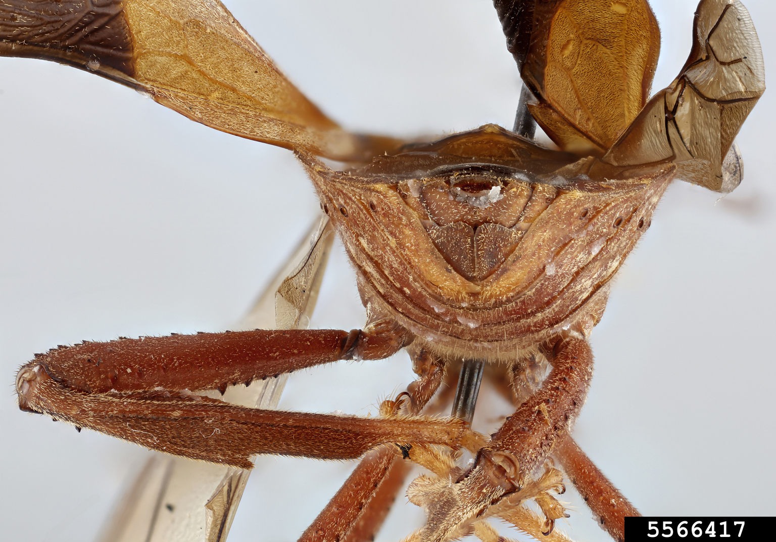 leaf-footed bug (Acanthocephala terminalis (Dallas, 1852))