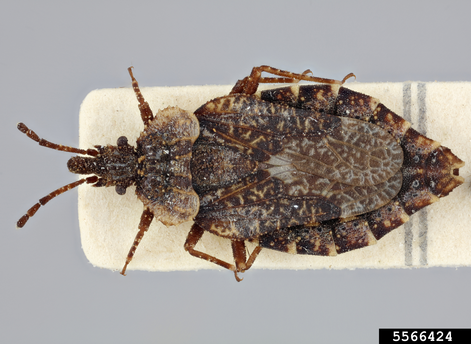 Flat Bug (Aradus betulae (Linnaeus, 1758))