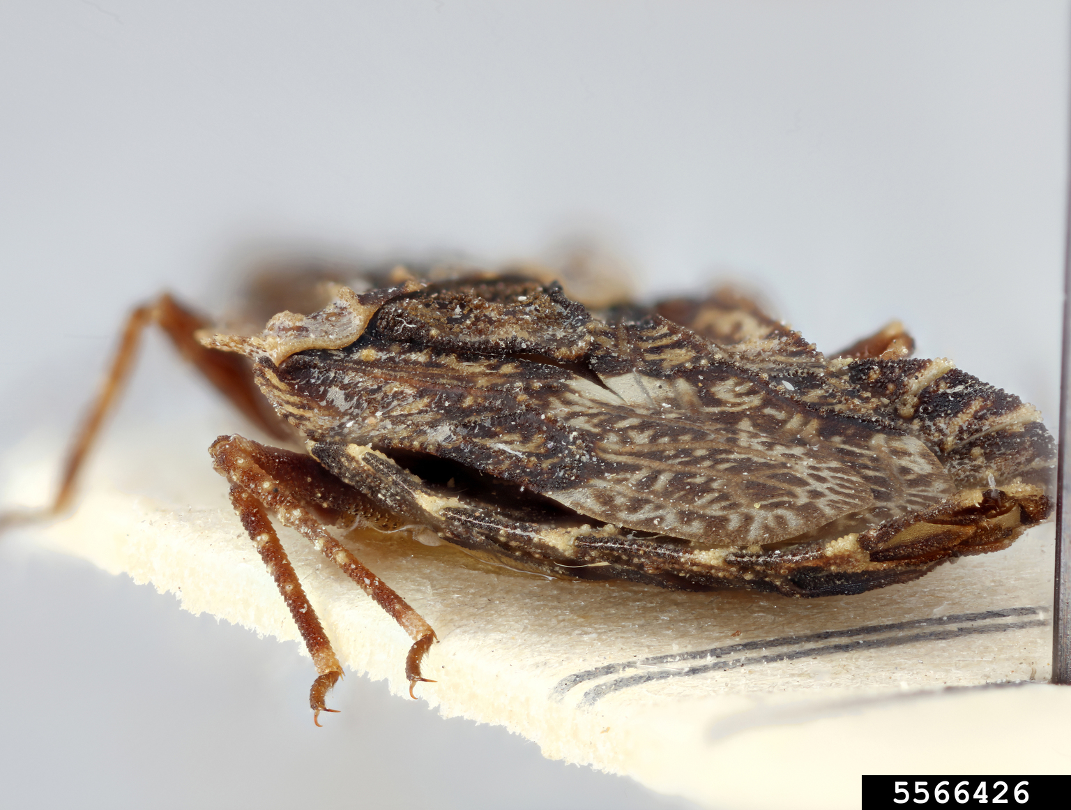 Flat Bug, Aradus betulae (Hemiptera: Aradidae) - 5566426