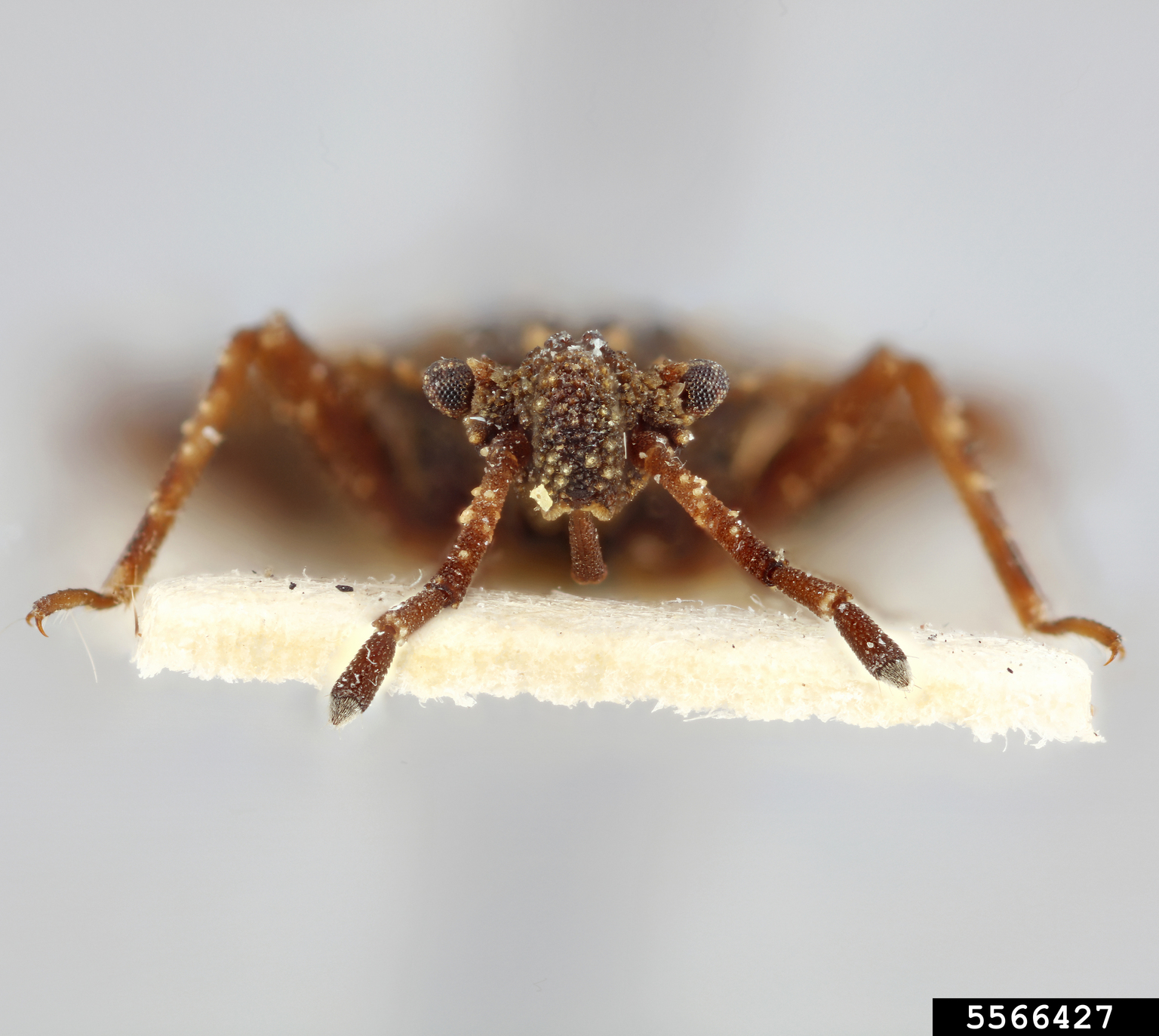 Flat Bug (Aradus betulae)