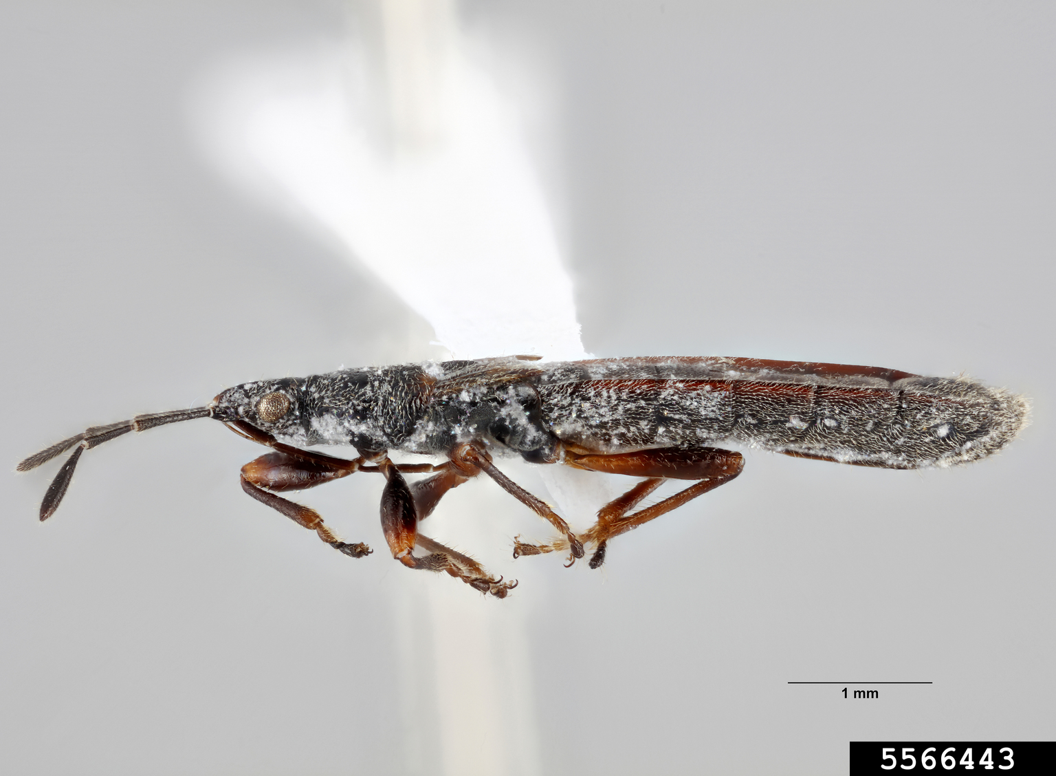 True bug (Capodemus bispinosus)