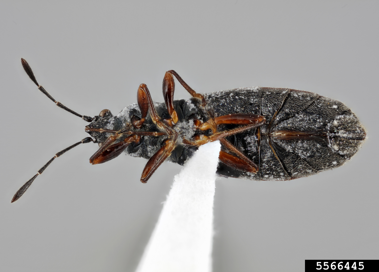 True bug (Capodemus bispinosus Slater & Sweet)