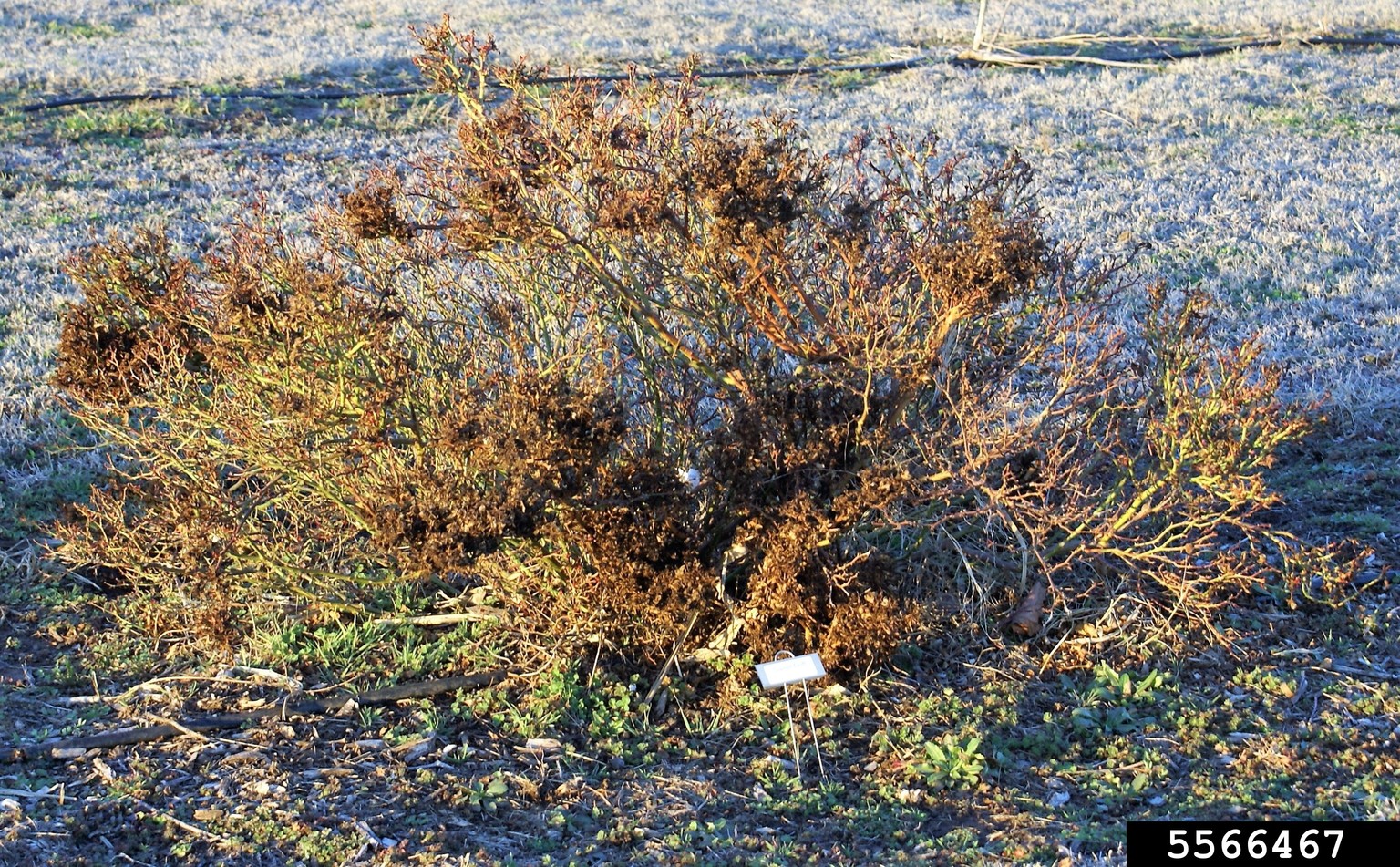 witches' broom (general)