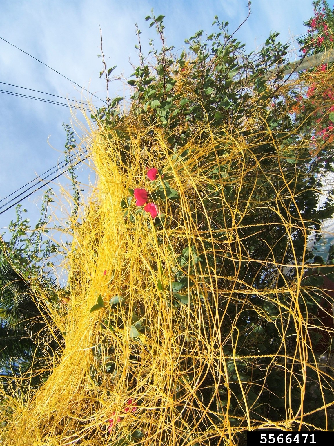 dodder (Genus Cuscuta L.)