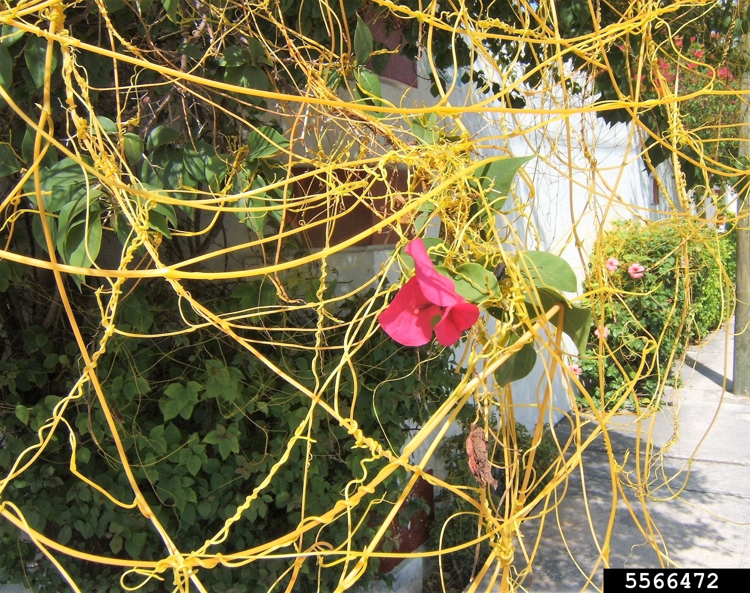 dodder (Genus Cuscuta)