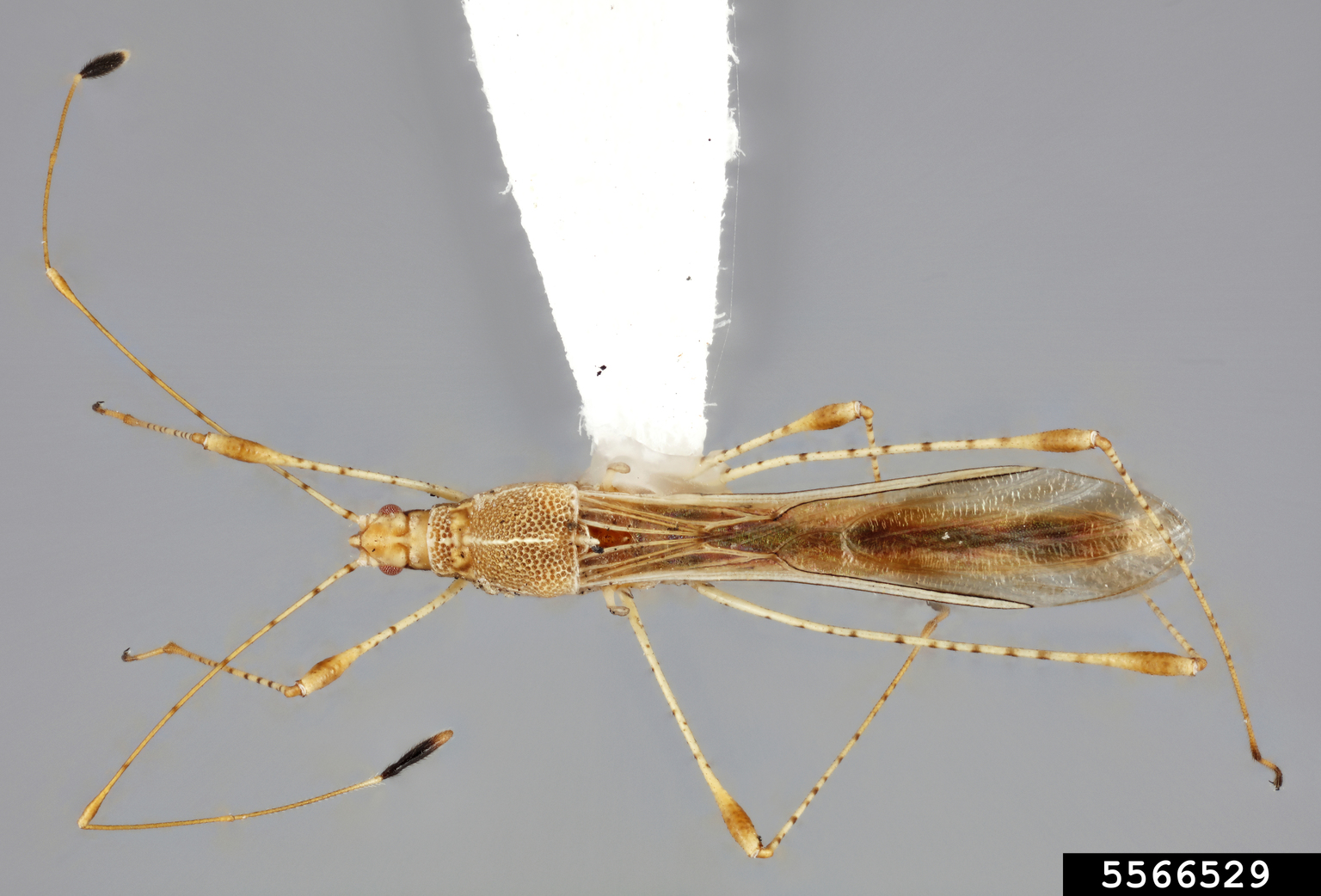 Stilt bug (Metacanthus meridionalis Costa)