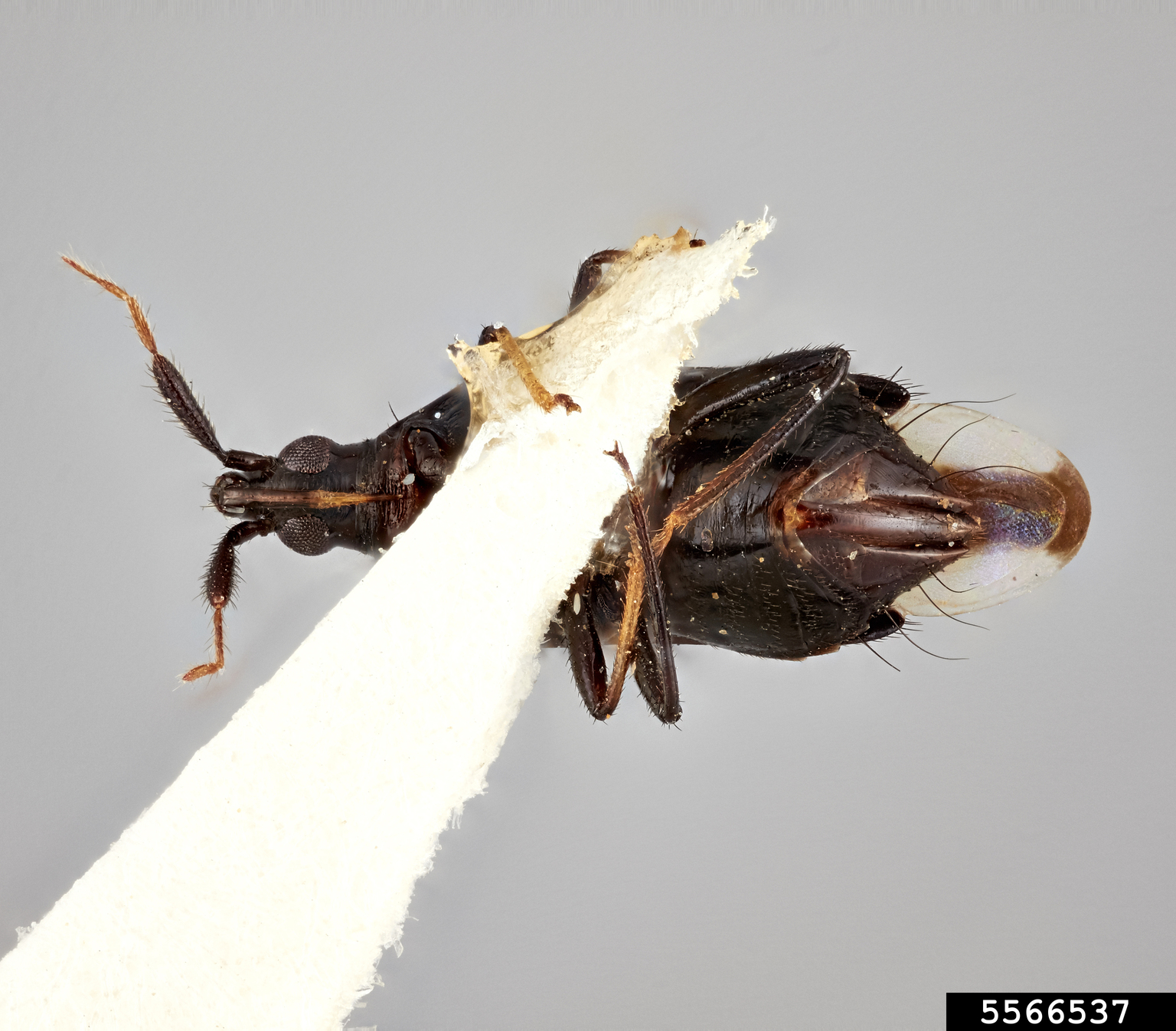 minute pirate bug (Montandoniola moraguesi)