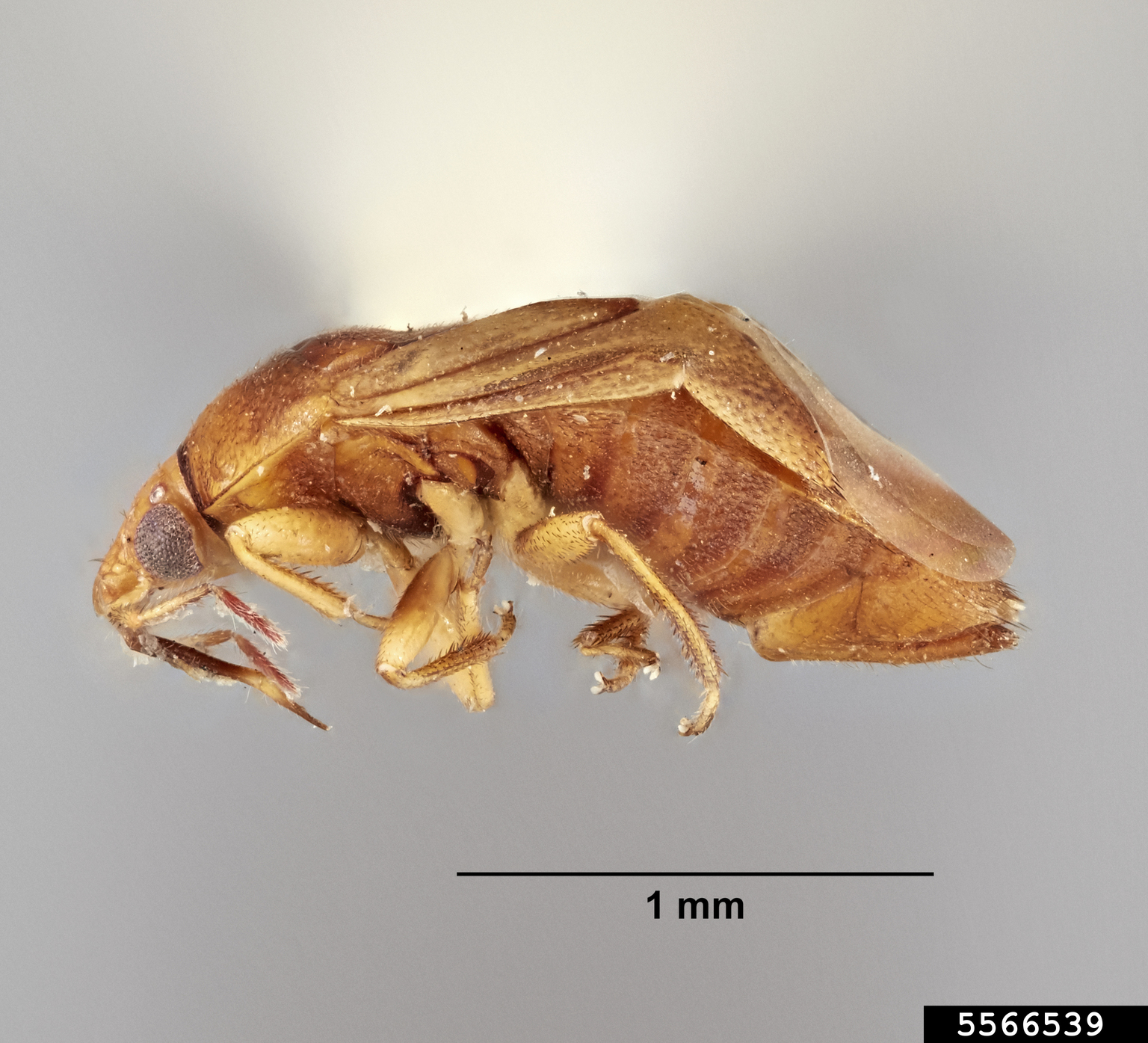 minute pirate bug (Paratriphleps laeviusculus)