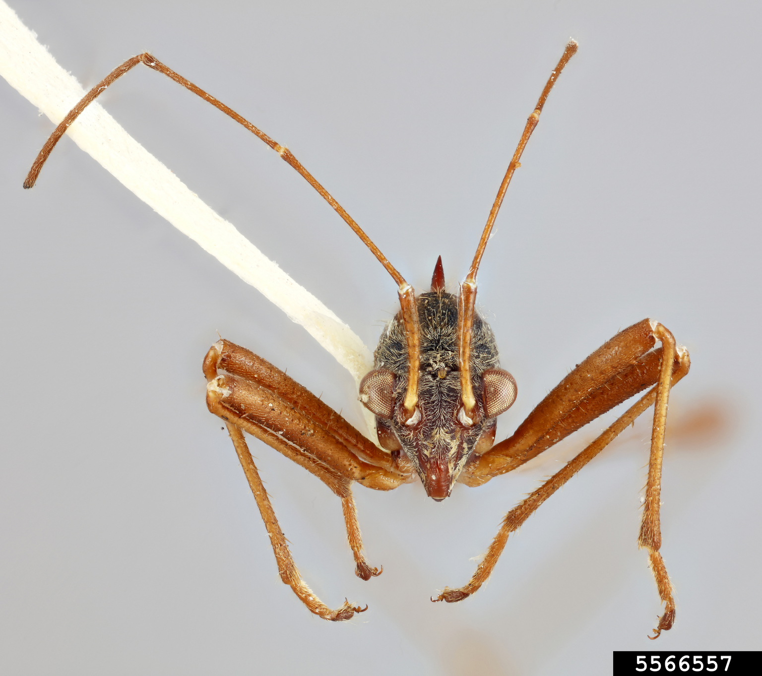 Seed bug (Trichocentrus gibbosus Horvath)