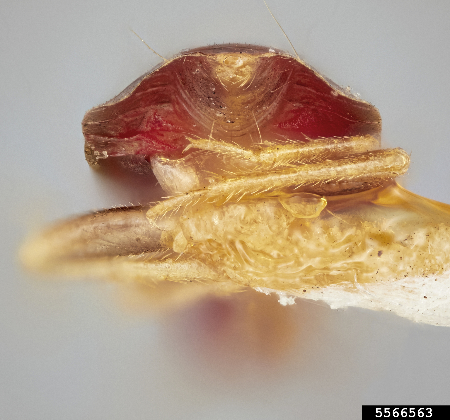 minute pirate bug (Xylocoris galactinus)