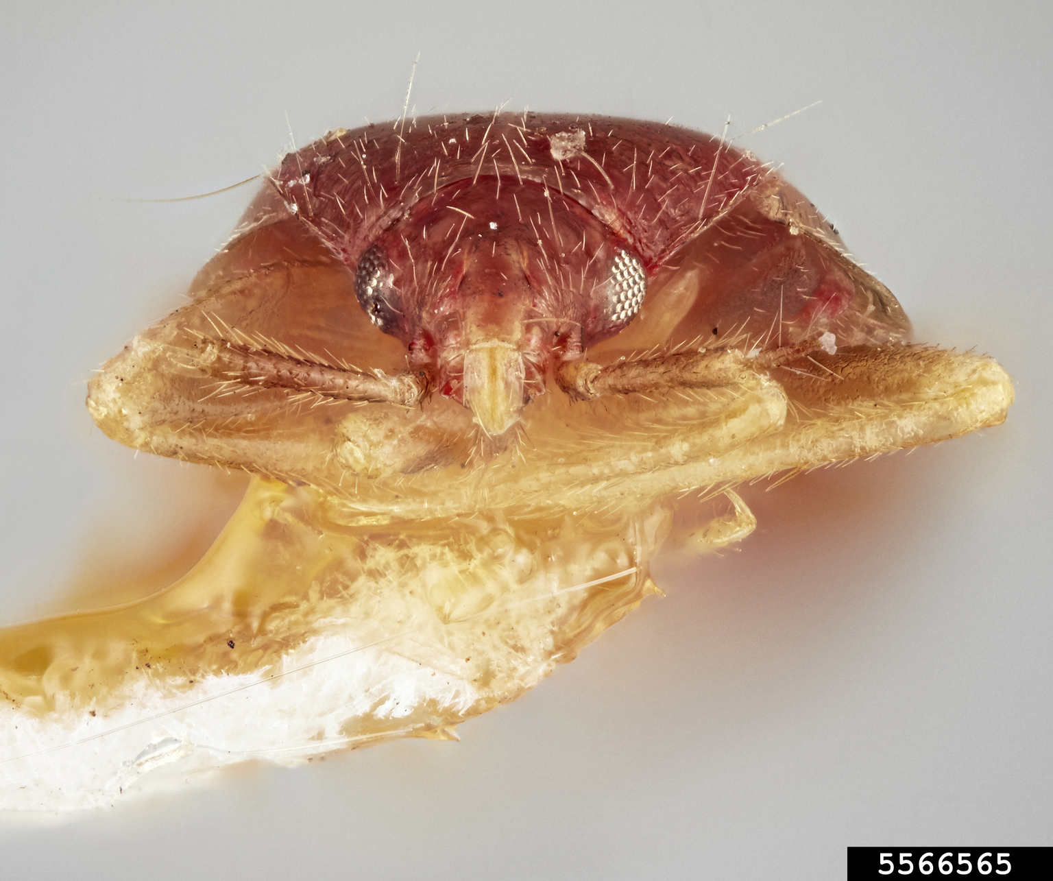 minute pirate bug (Xylocoris galactinus (Fieber))