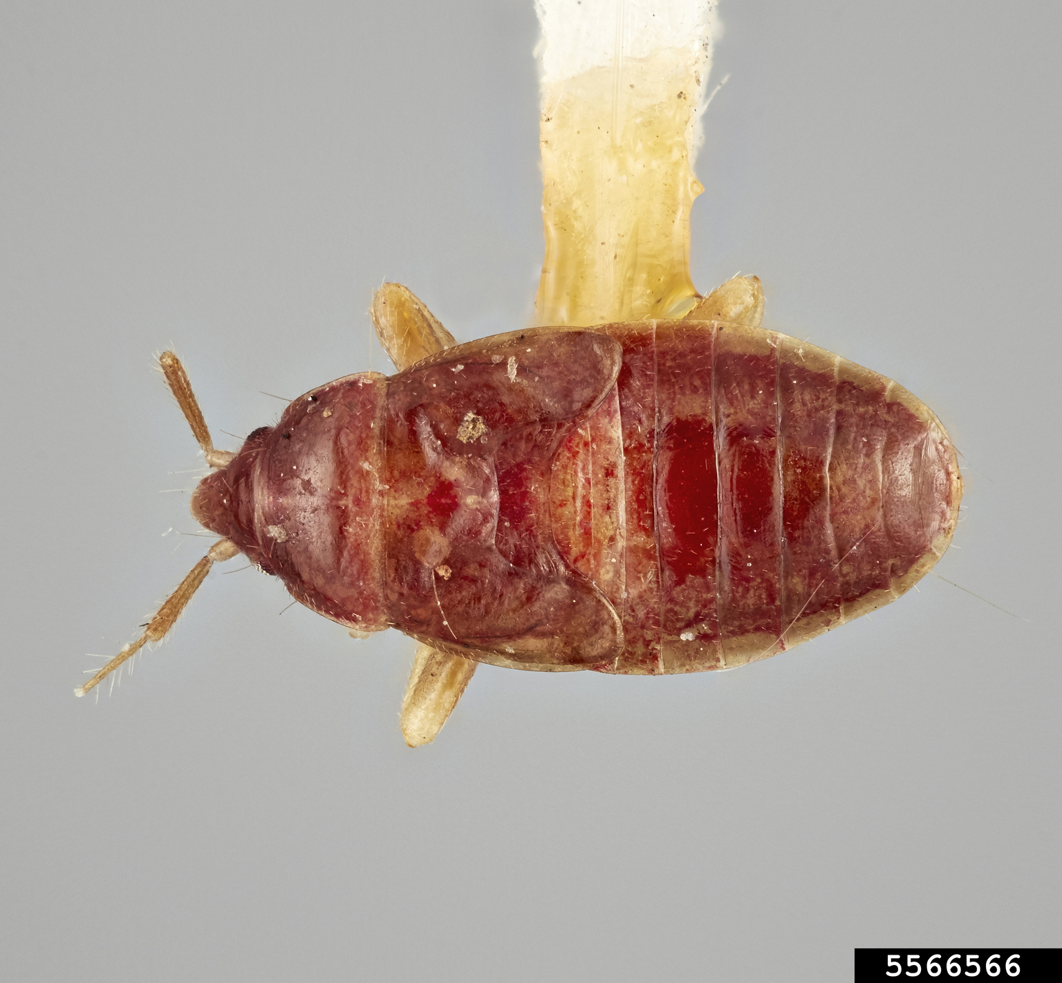 minute pirate bug (Xylocoris galactinus (Fieber))