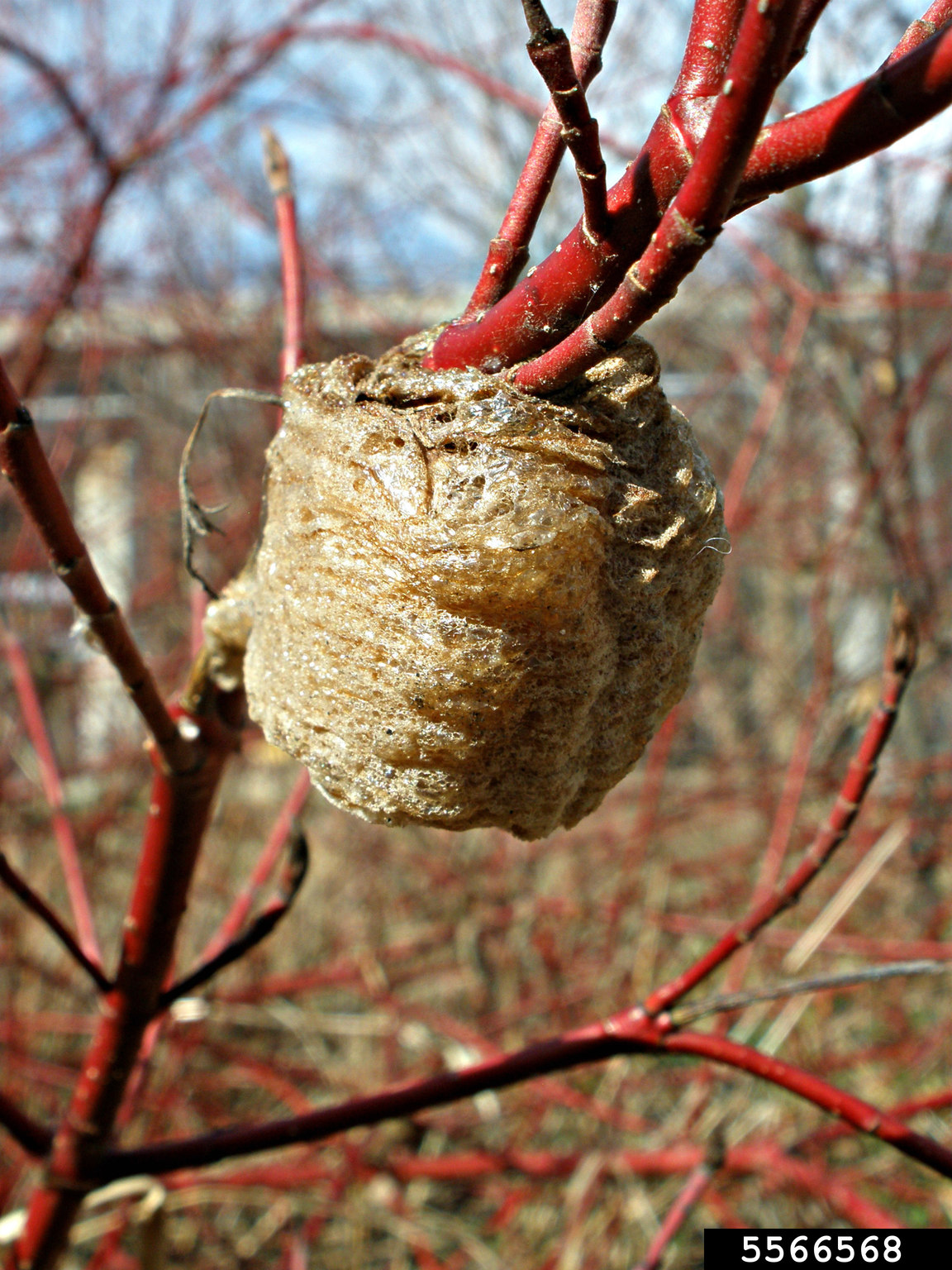 Chinese mantid (Tenodera sinensis Saussure, 1871)