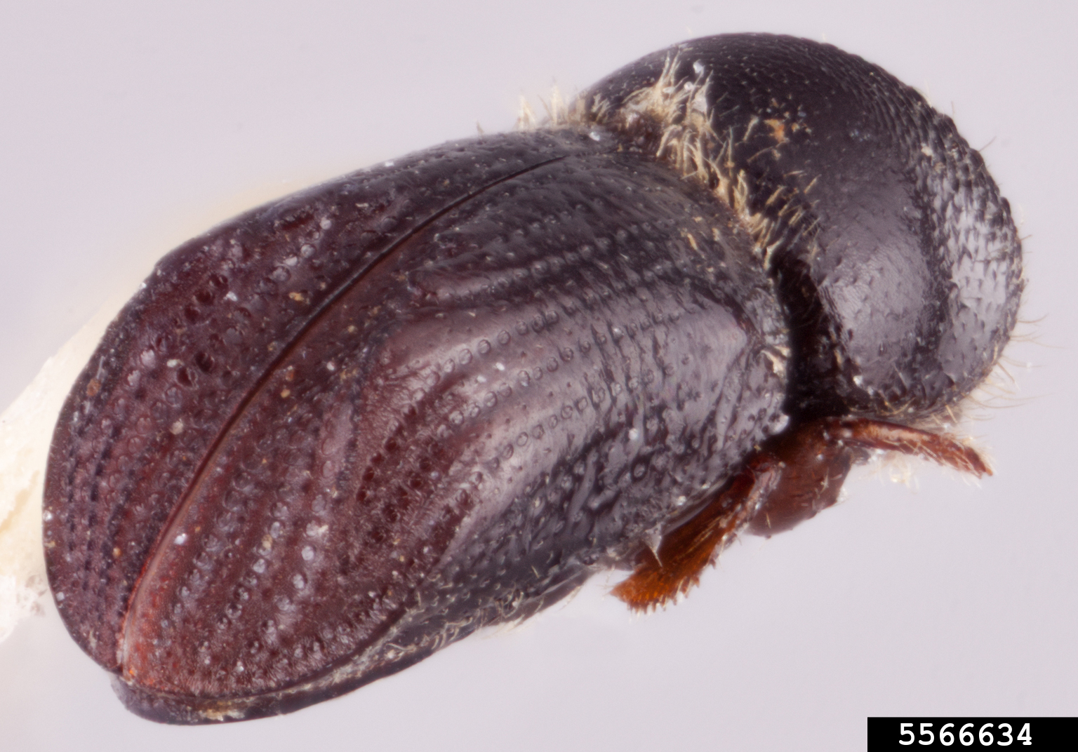 ambrosia beetle (Coptodryas carinata Smith, Beaver, Cognato, 2020)