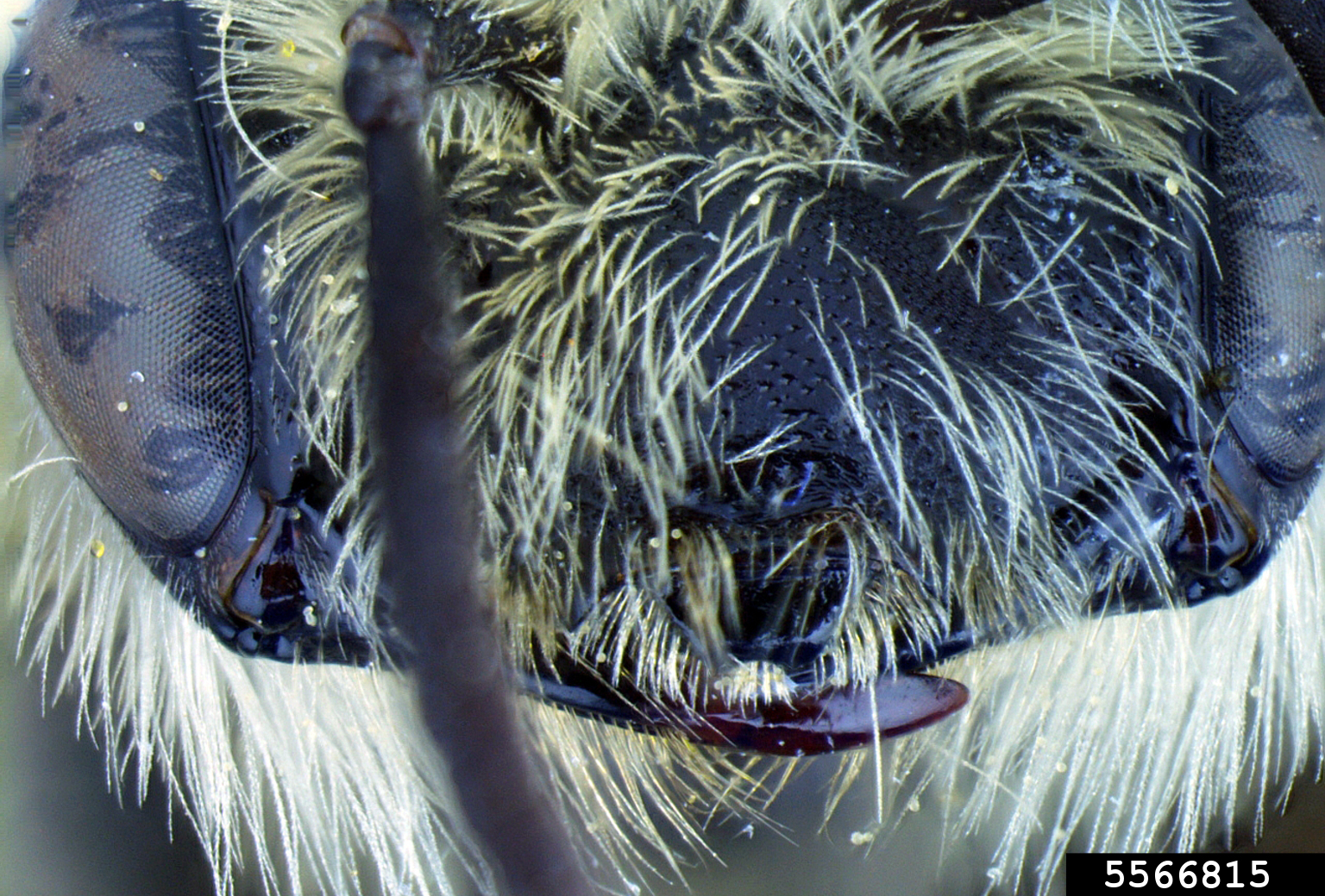 mining bee (Andrena apacheorum)