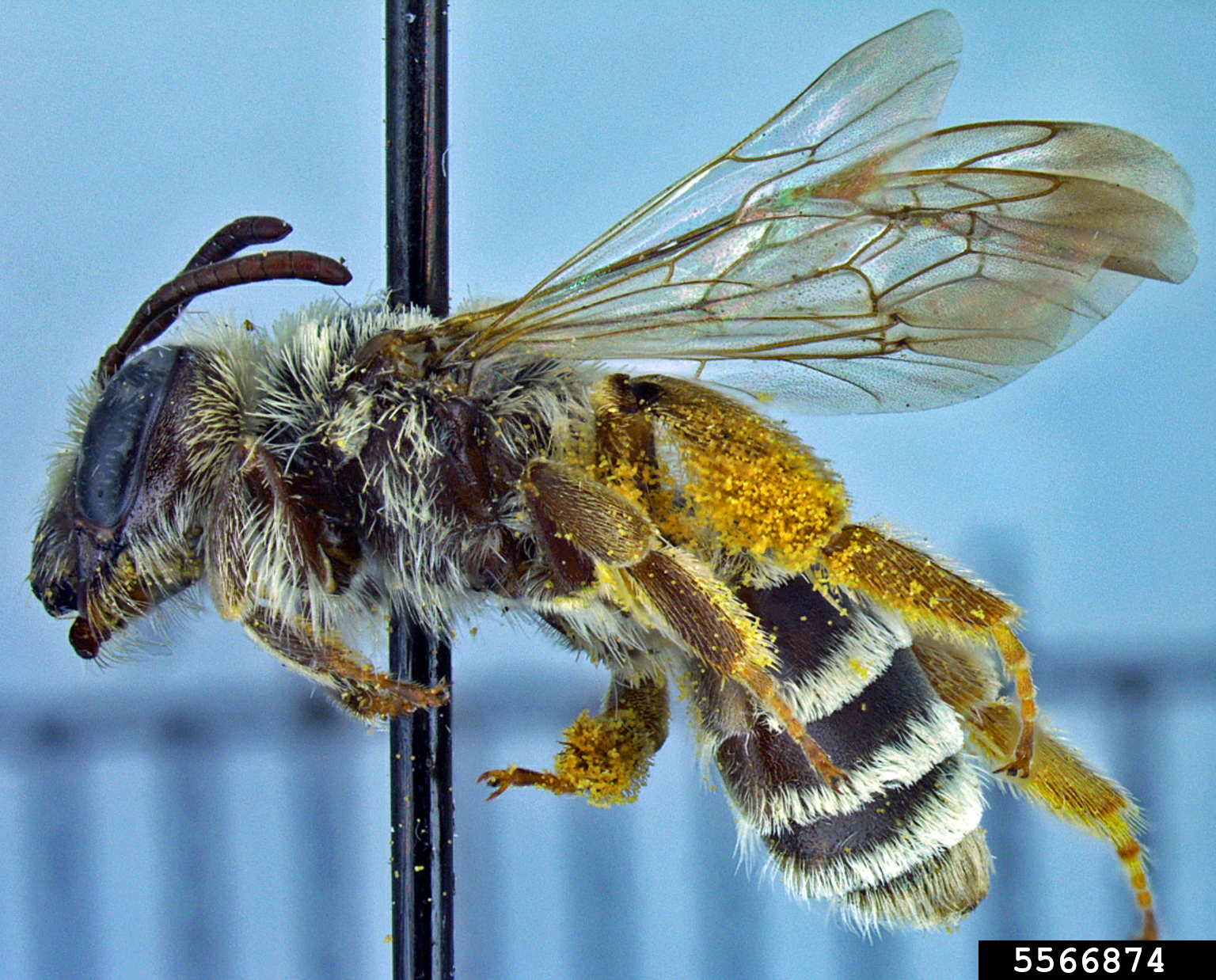 mining bee (Andrena bendensis Donovan, 1977)