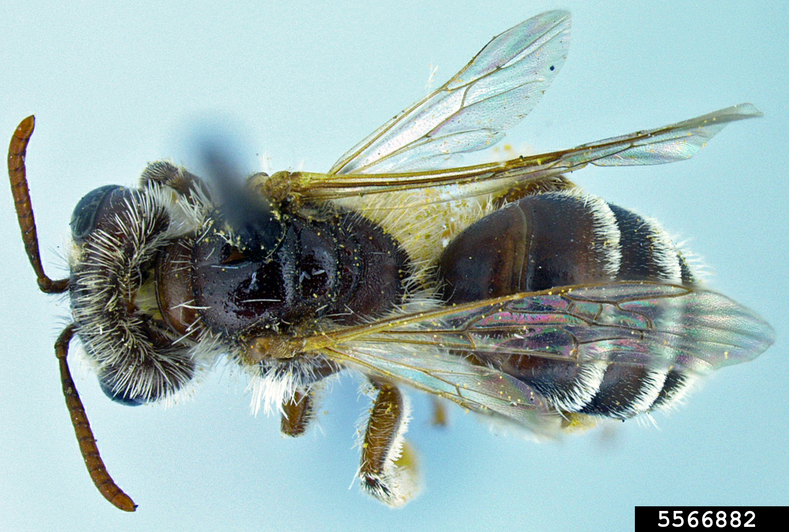 mining bee (Andrena bocensis)