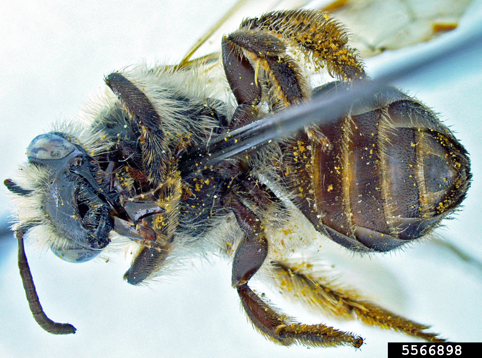 mining bee (Andrena bradleyi Viereck, 1907)