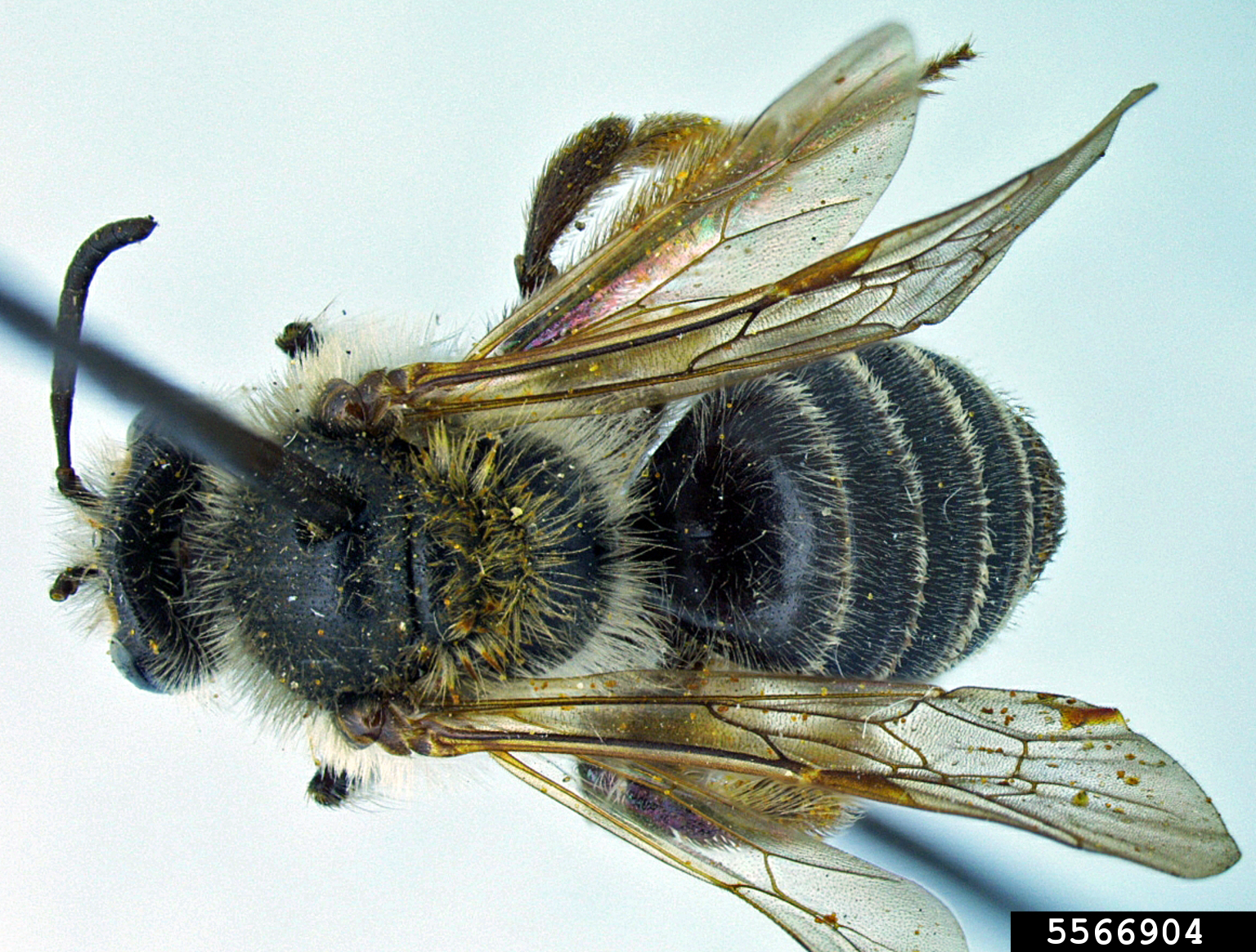 mining bee (Andrena bradleyi Viereck, 1907)