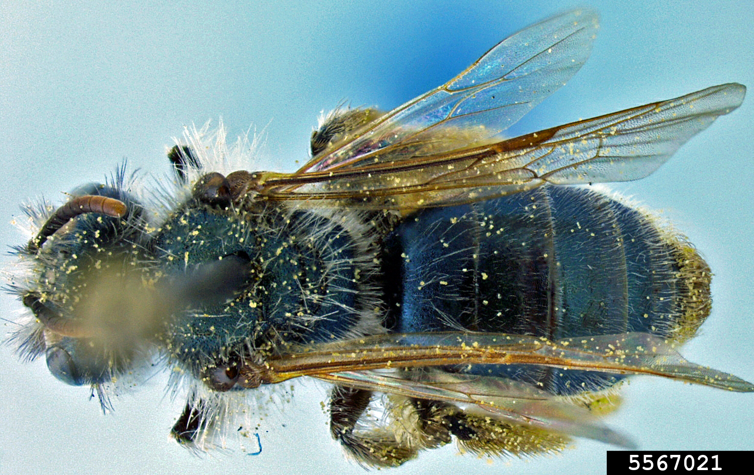 mining bee (Andrena agoseridis Thorp, 1969)