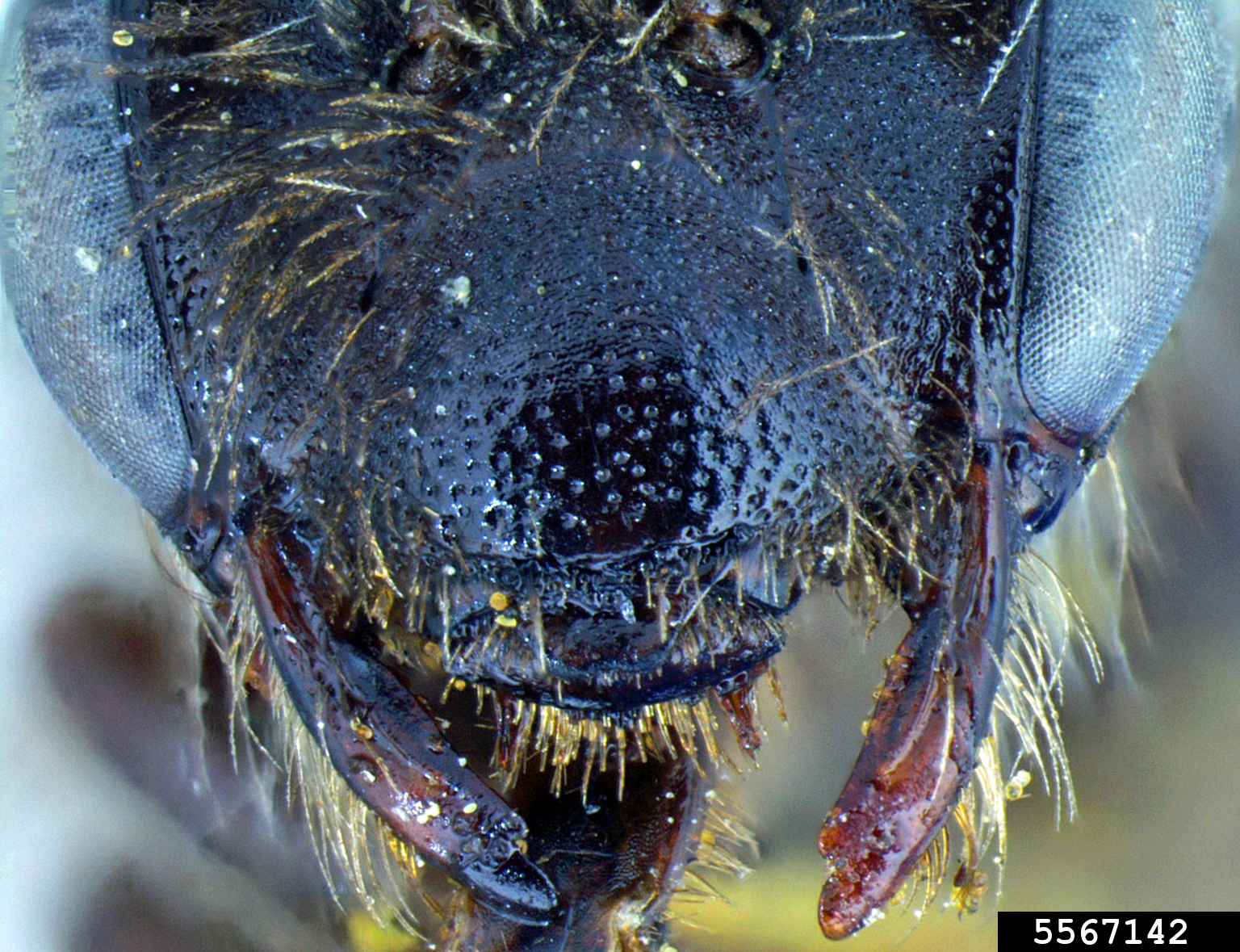 mining bee (Andrena algida)