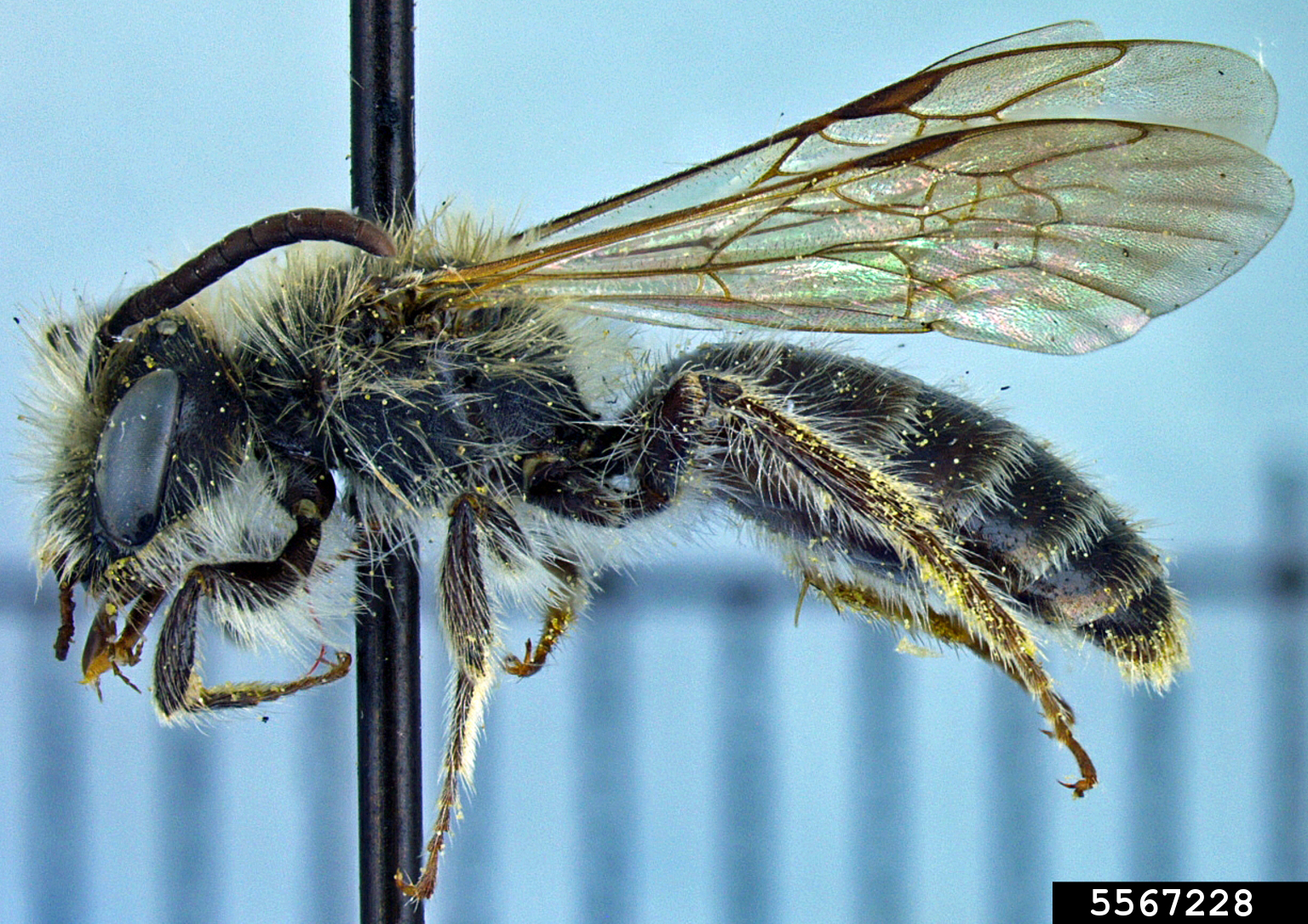 mining bee (Andrena barbilabris (Kirby, 1802))