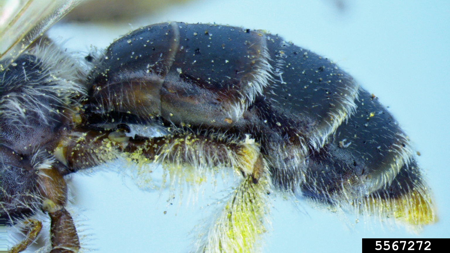 mining bee (Andrena annectens)
