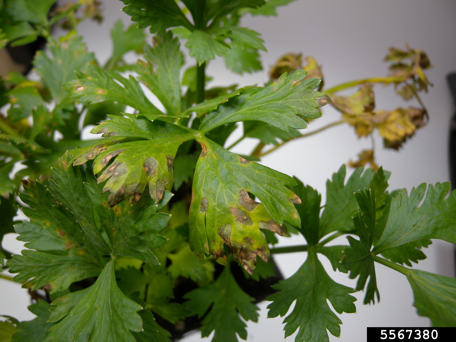 Cercospora leaf spot (Cercospora apii)